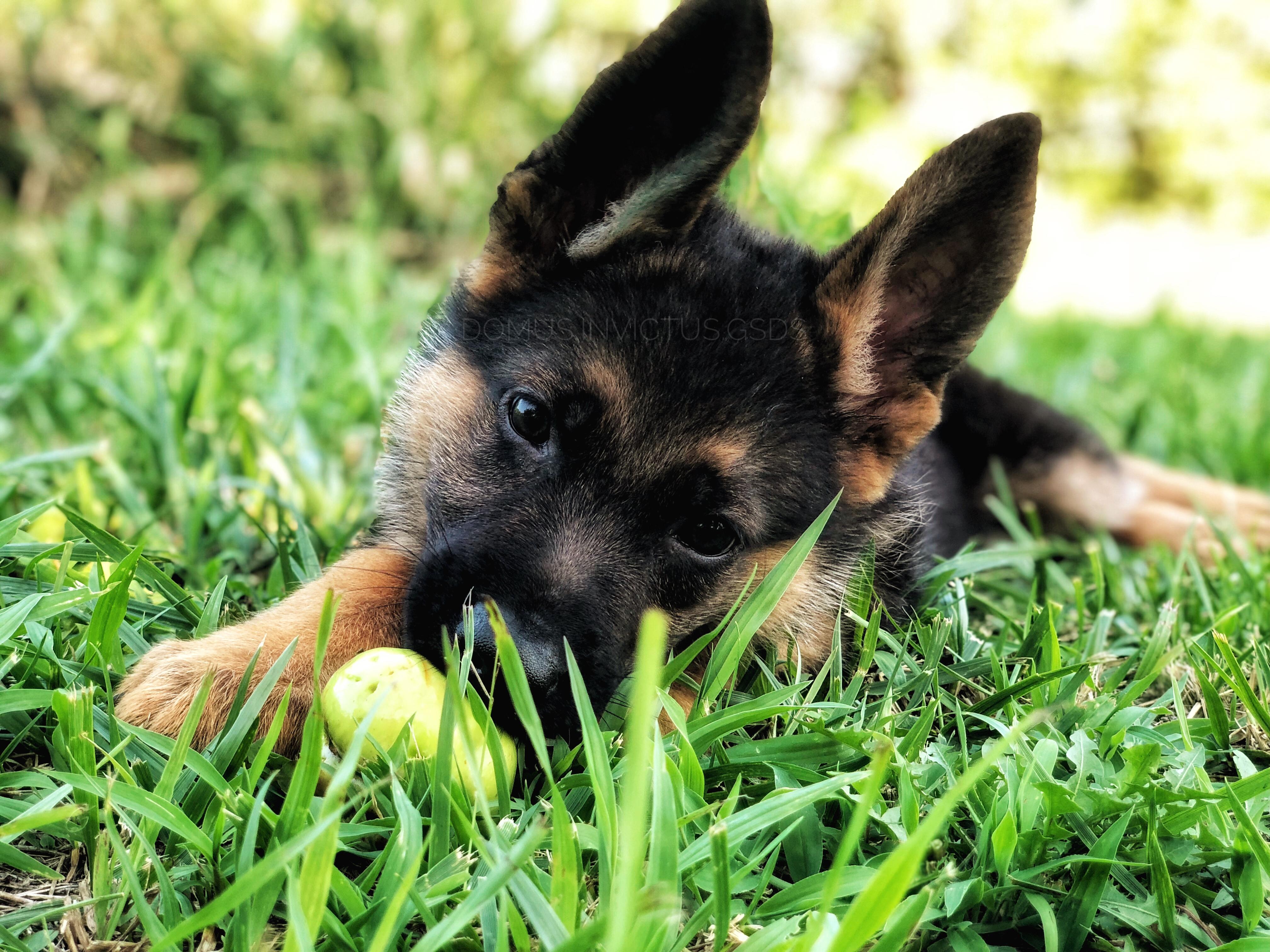 Domus Invictus German Shepherds in Kansas | German Shepherd puppies ...