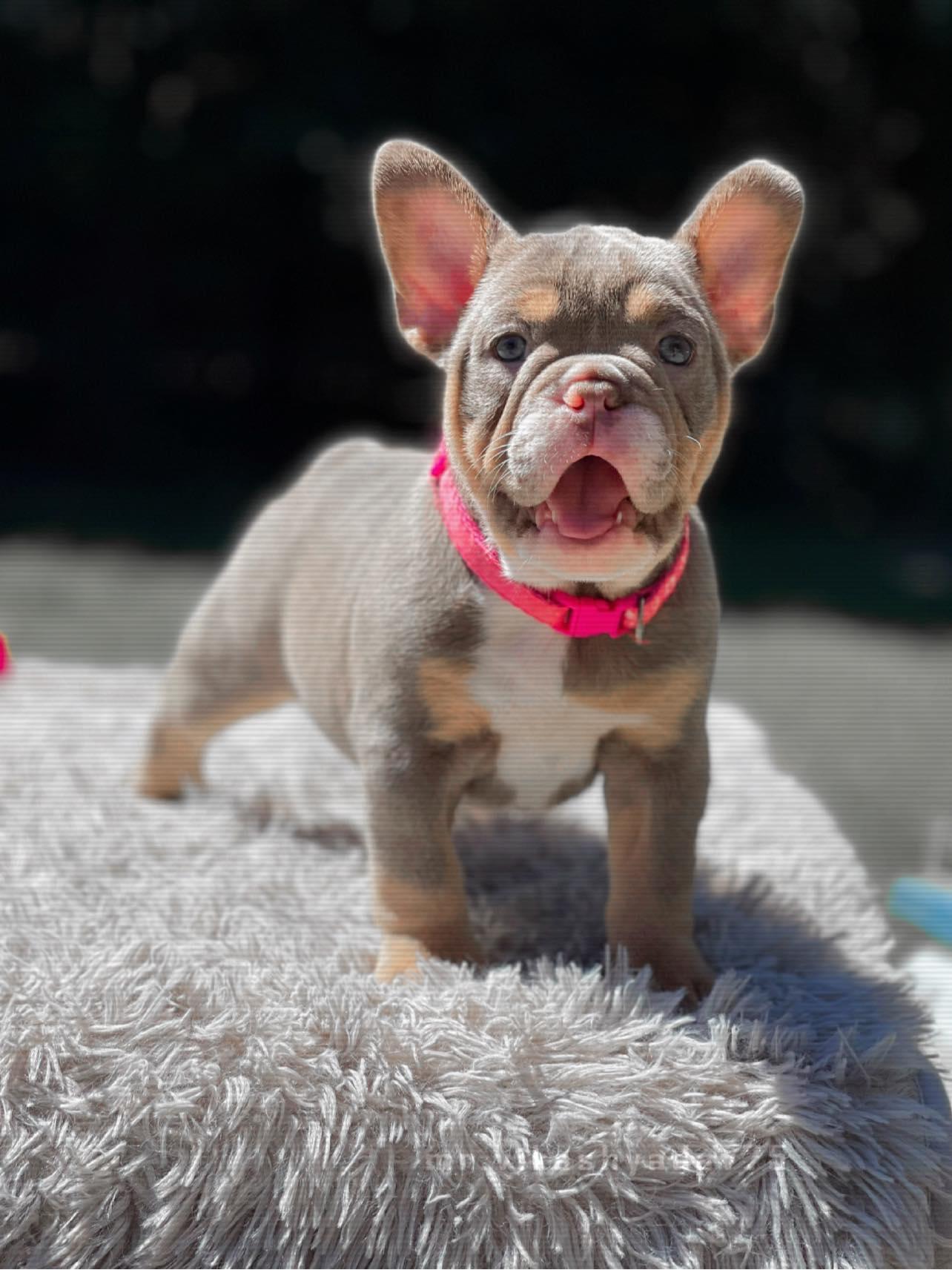 Rock N Frenchies in South Carolina | French Bulldog puppies | Good Dog