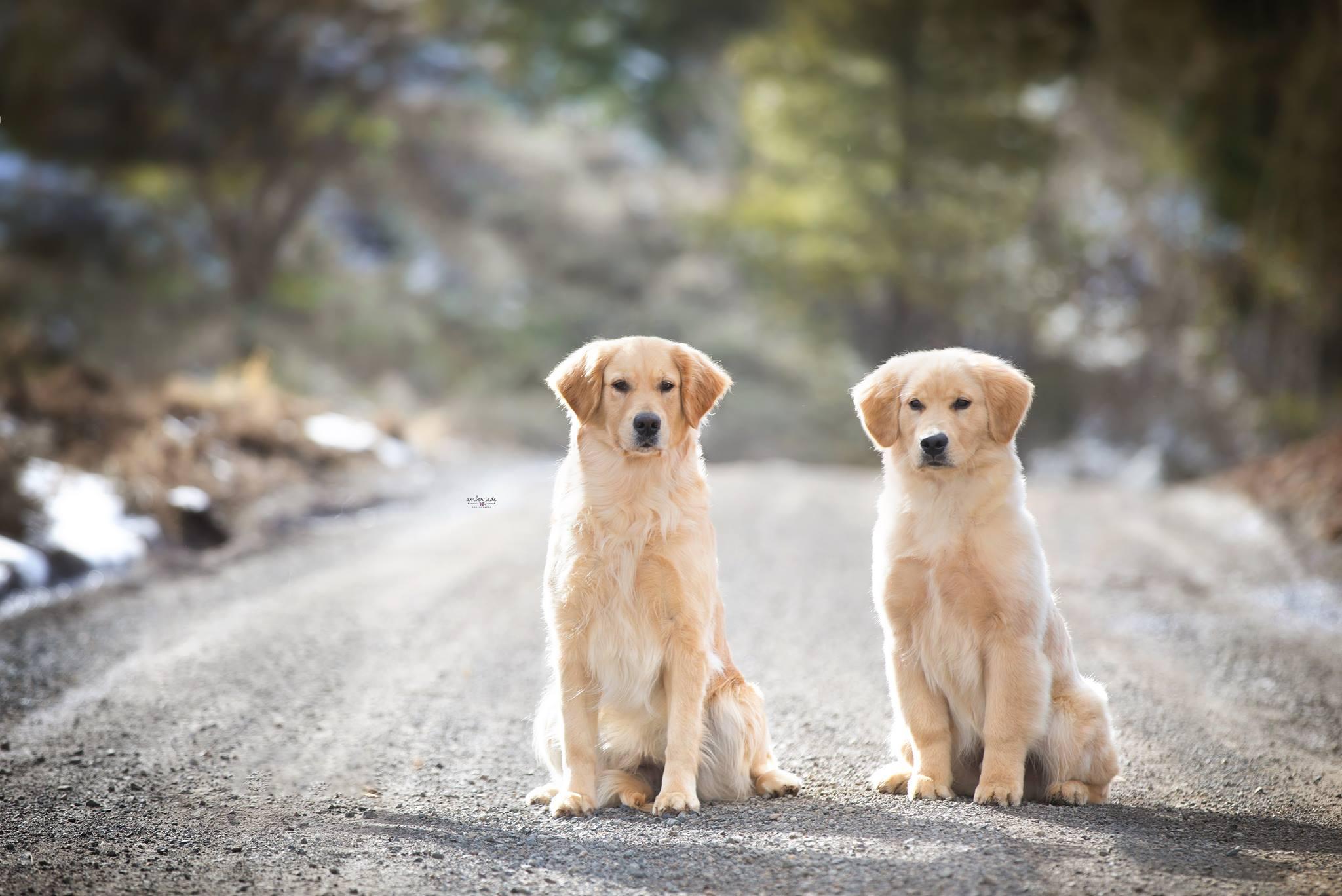 Highlander's Goldens in Nevada | Golden Retriever puppies | Good Dog