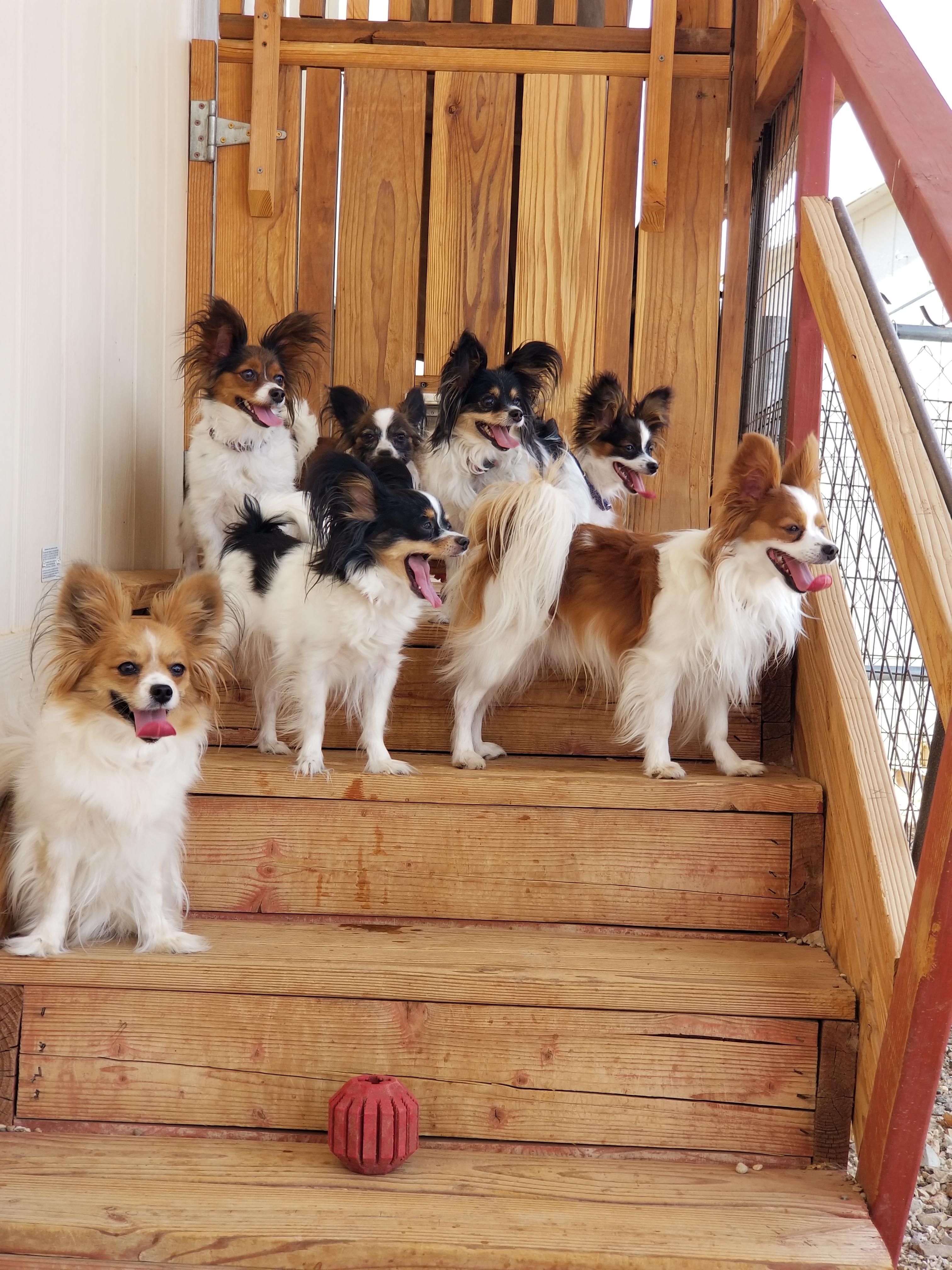 AZSunshine Papillons in Arizona | Papillon puppies | Good Dog