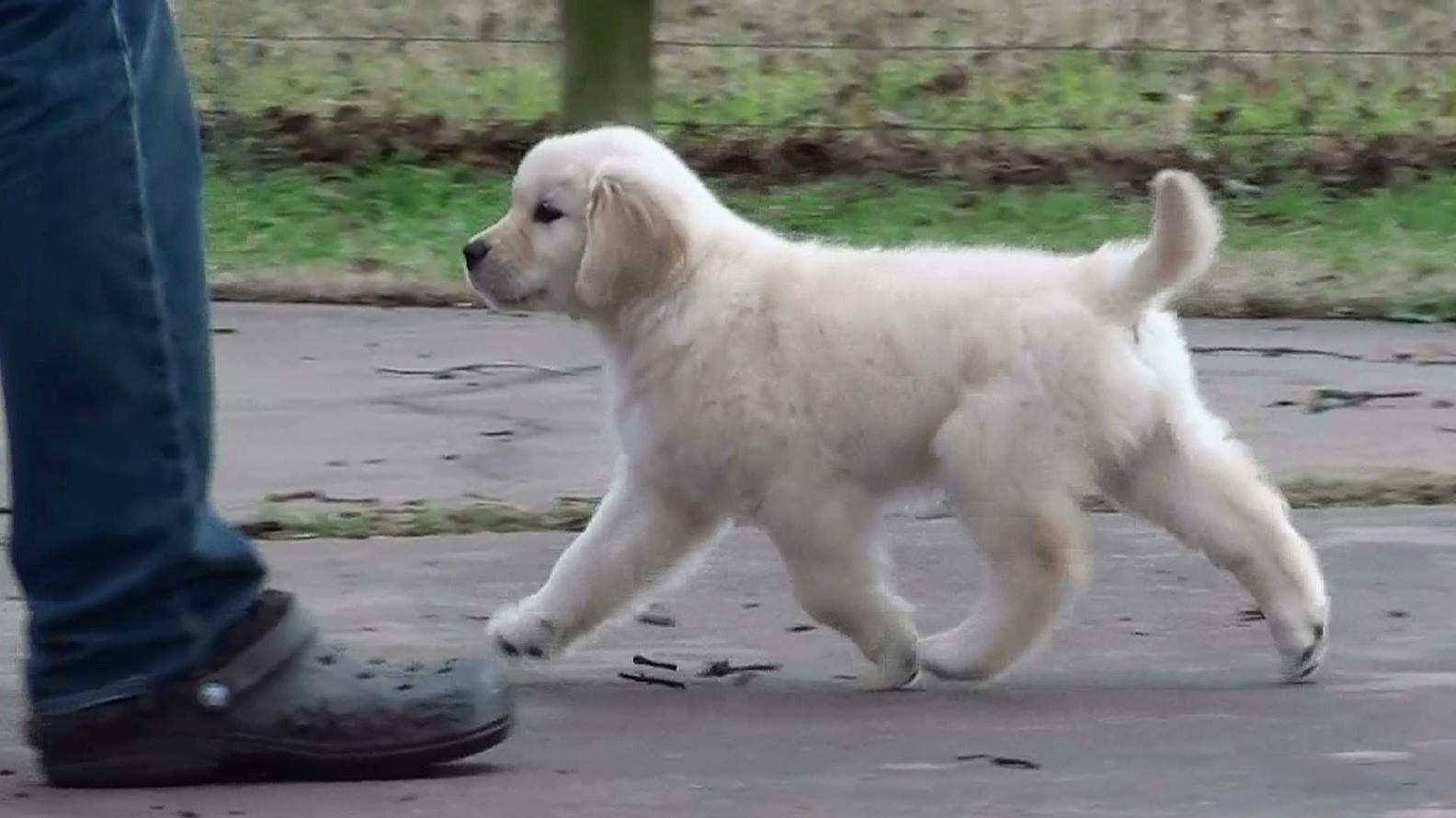 Scion Golden Retrievers in Texas | Golden Retriever puppies | Good Dog
