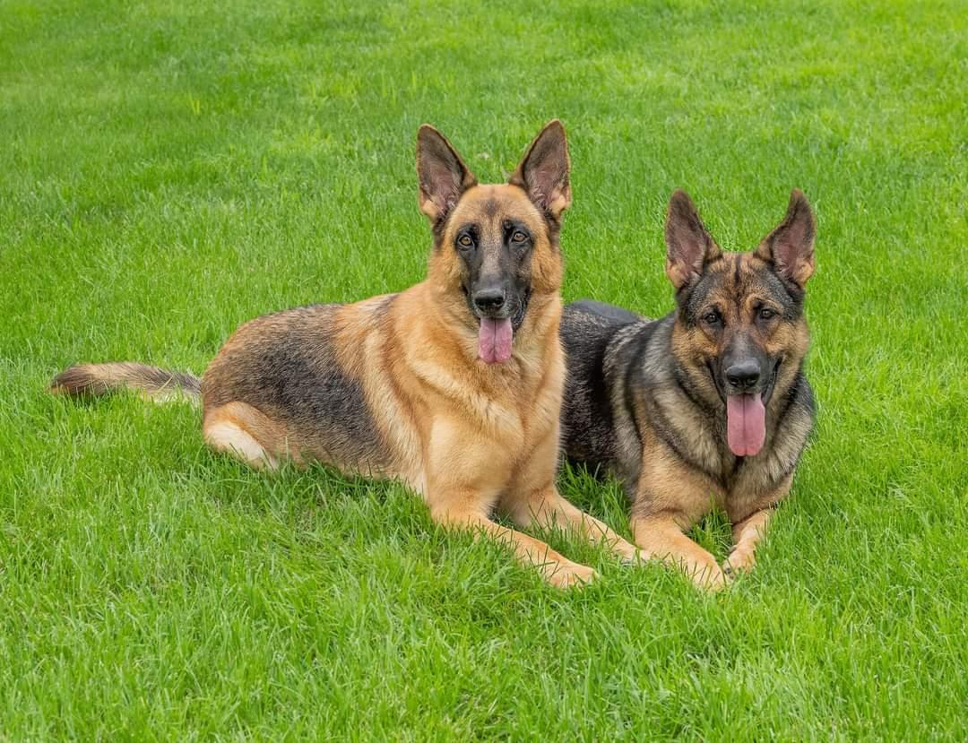 Wind Dance German Shepherds in New Jersey | German Shepherd puppies ...