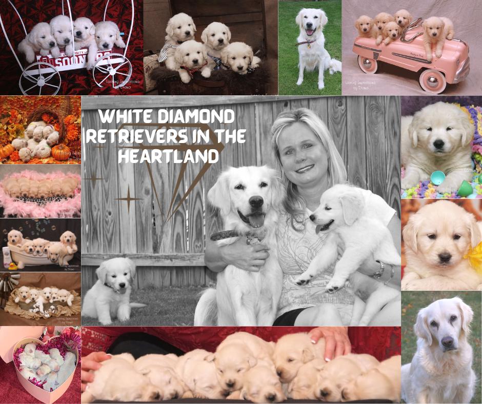 White Diamond Retrievers in the Heartland in Oklahoma | Golden Retriever puppies | Good Dog
