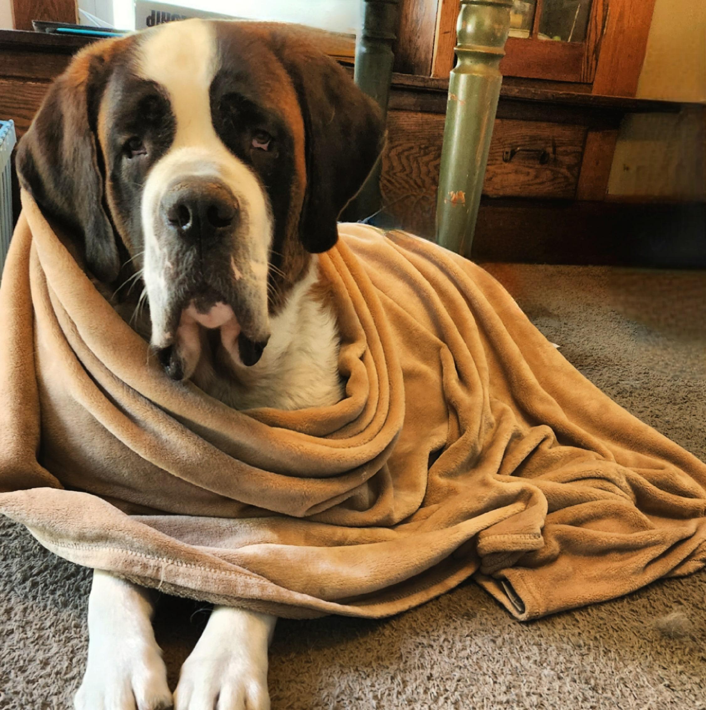 Magnolia Hill Saint Bernards in Ohio | Saint Bernard puppies | Good Dog