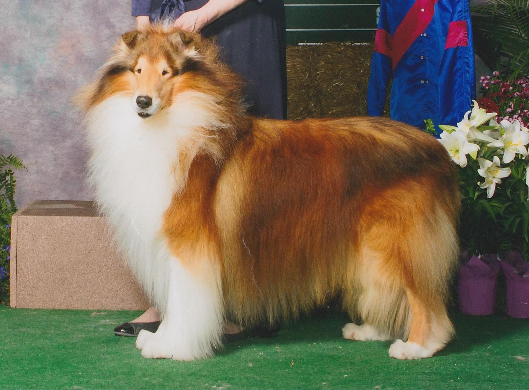 Ceilidh Collies in Tennessee | Collie puppies | Good Dog