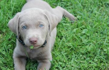 Calizona Labs in Arizona | Dilute Retriever puppies | Good Dog
