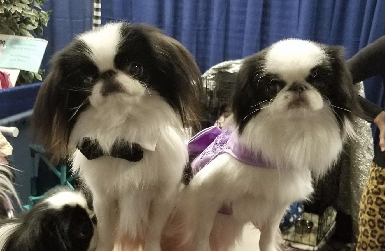 Origami Japanese Chins in Arizona | Japanese Chin and Pug puppies ...