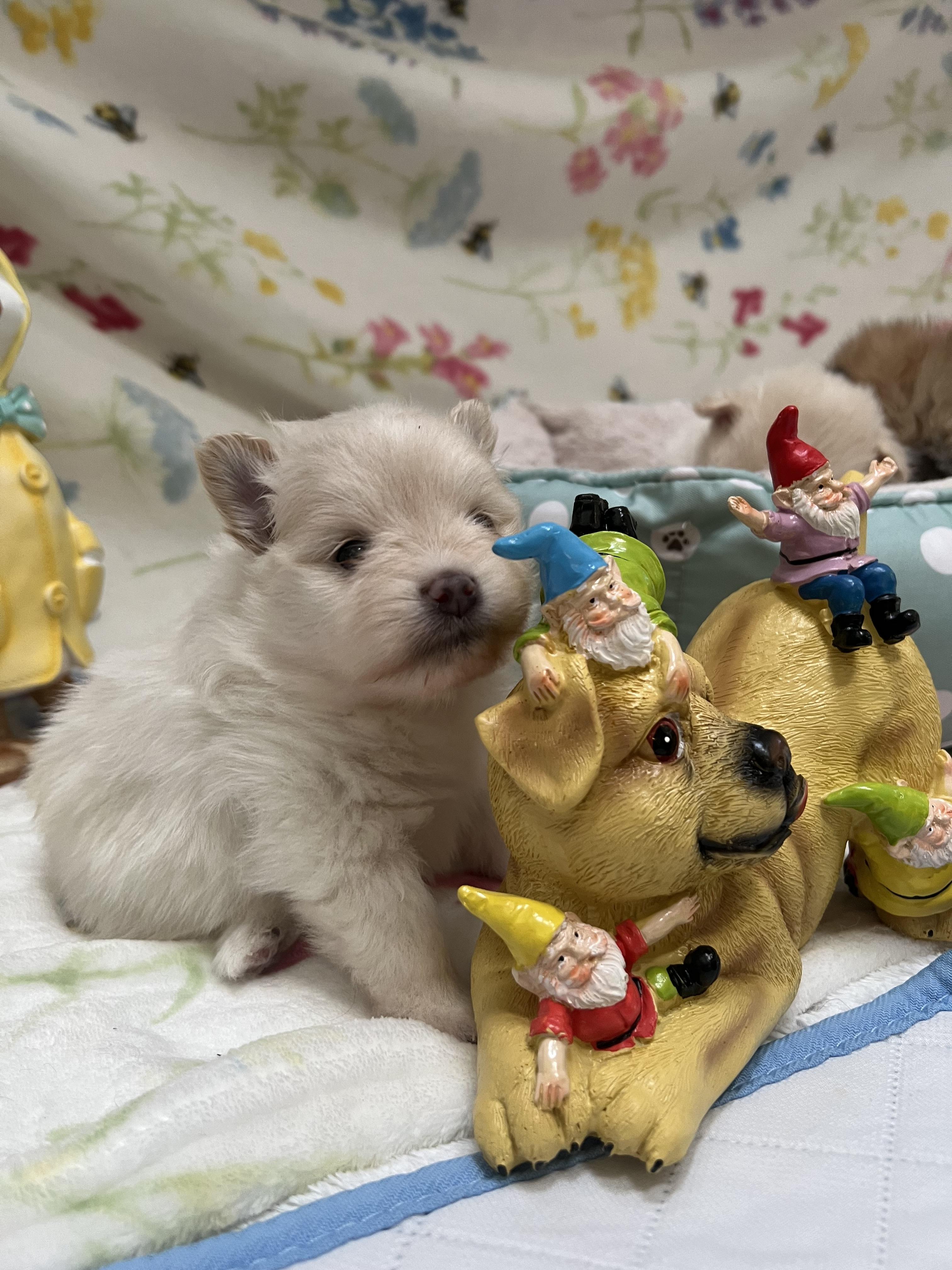 Mala Poms in Connecticut | Pomeranian puppies | Good Dog