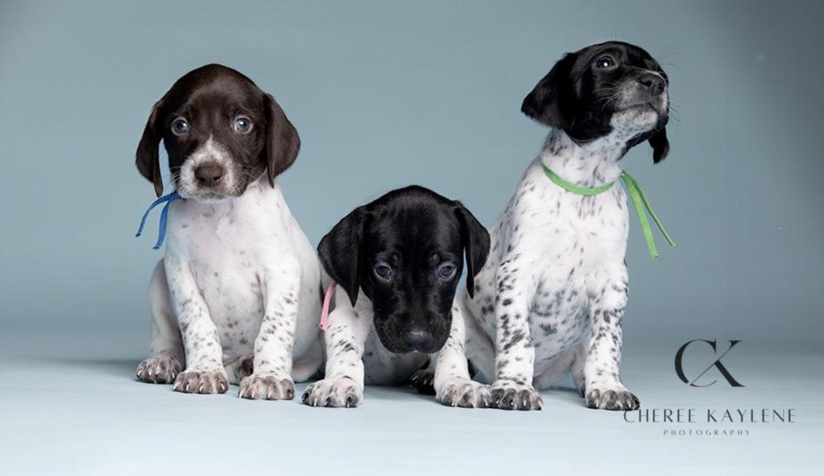 Pretty Branch Pointers in Alabama | German Shorthaired Pointer puppies ...