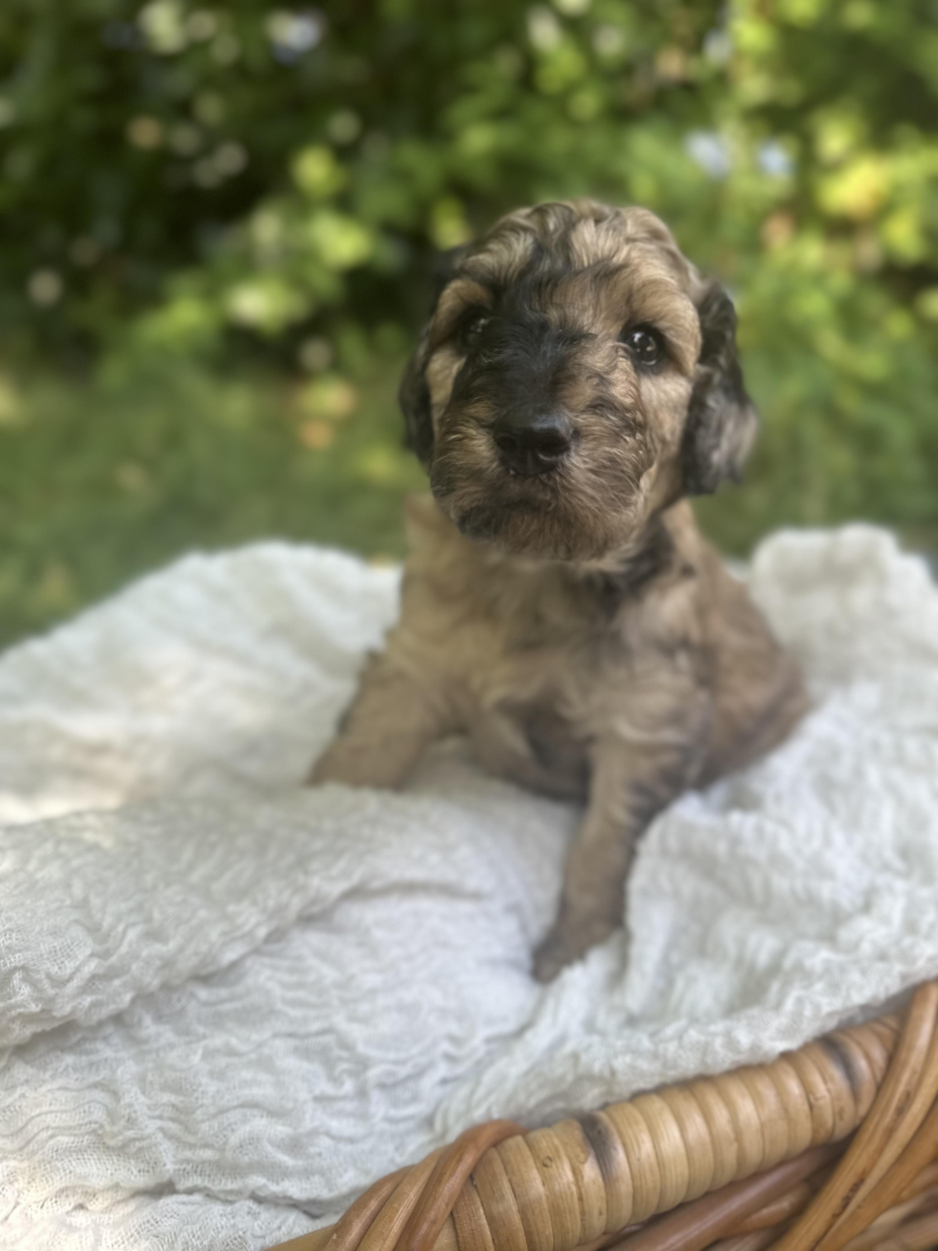 David's Doodles in California | Goldendoodle puppies | Good Dog