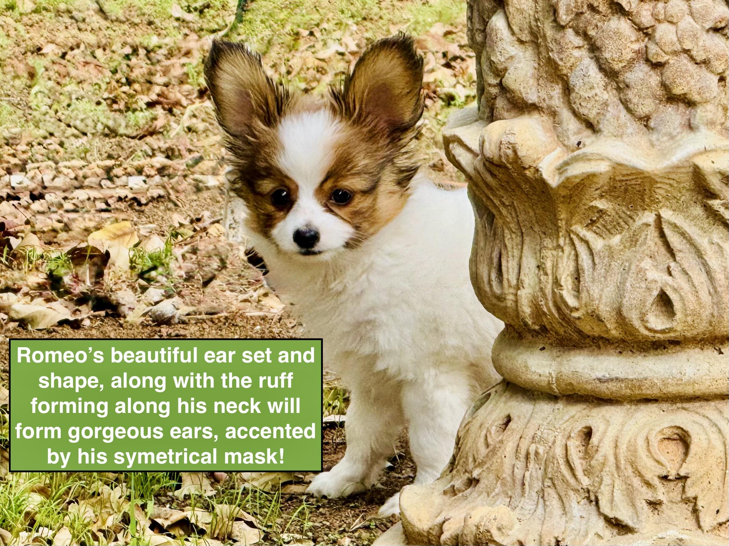 PapillonPups in California | Papillon puppies | Good Dog