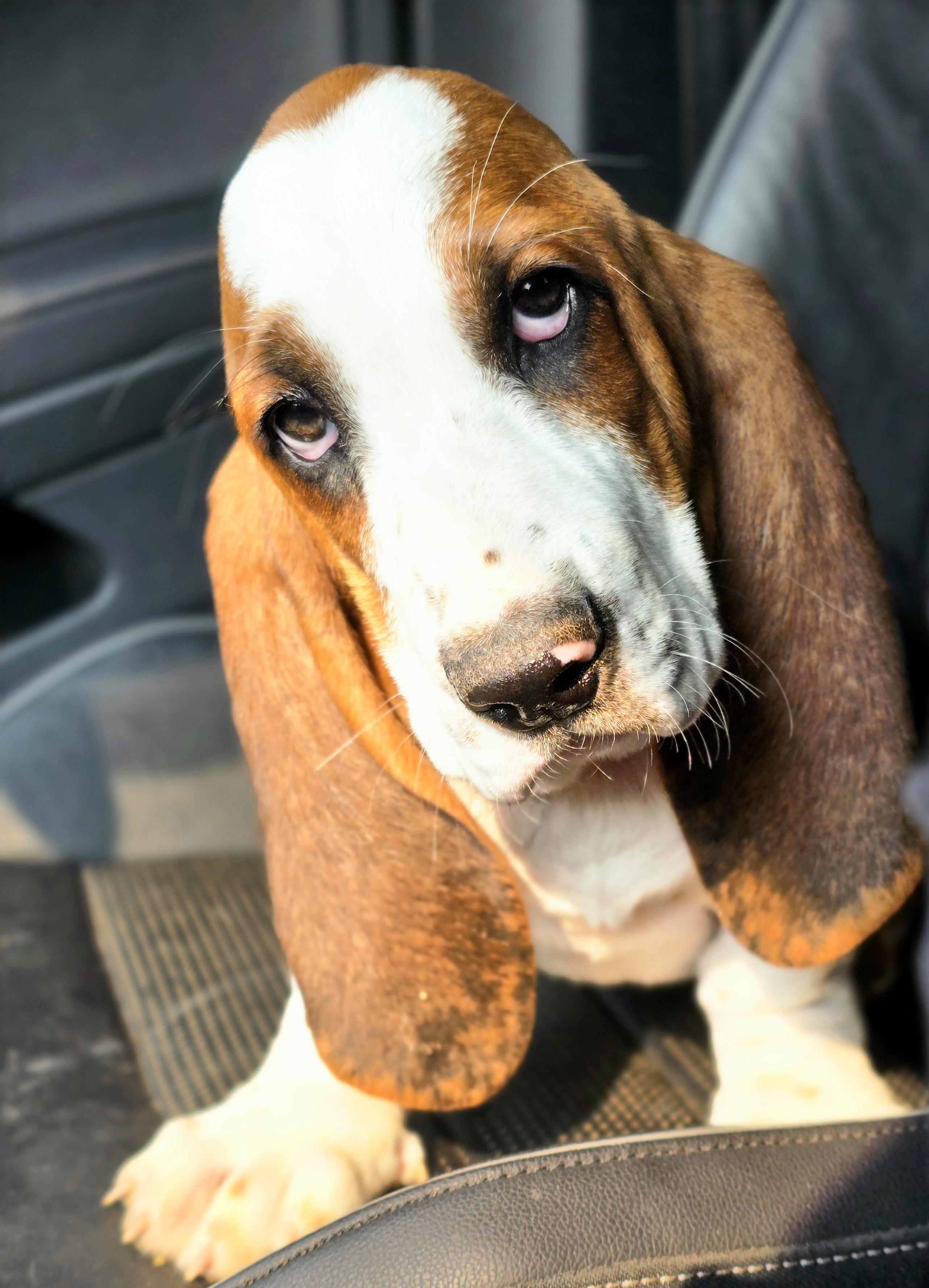 Golden Acres Dachshunds in Ohio | Basset Hound and Dachshund puppies ...
