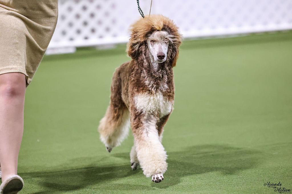 Prodigy Farms Therapy Dogs in Iowa | Poodle puppies | Good Dog
