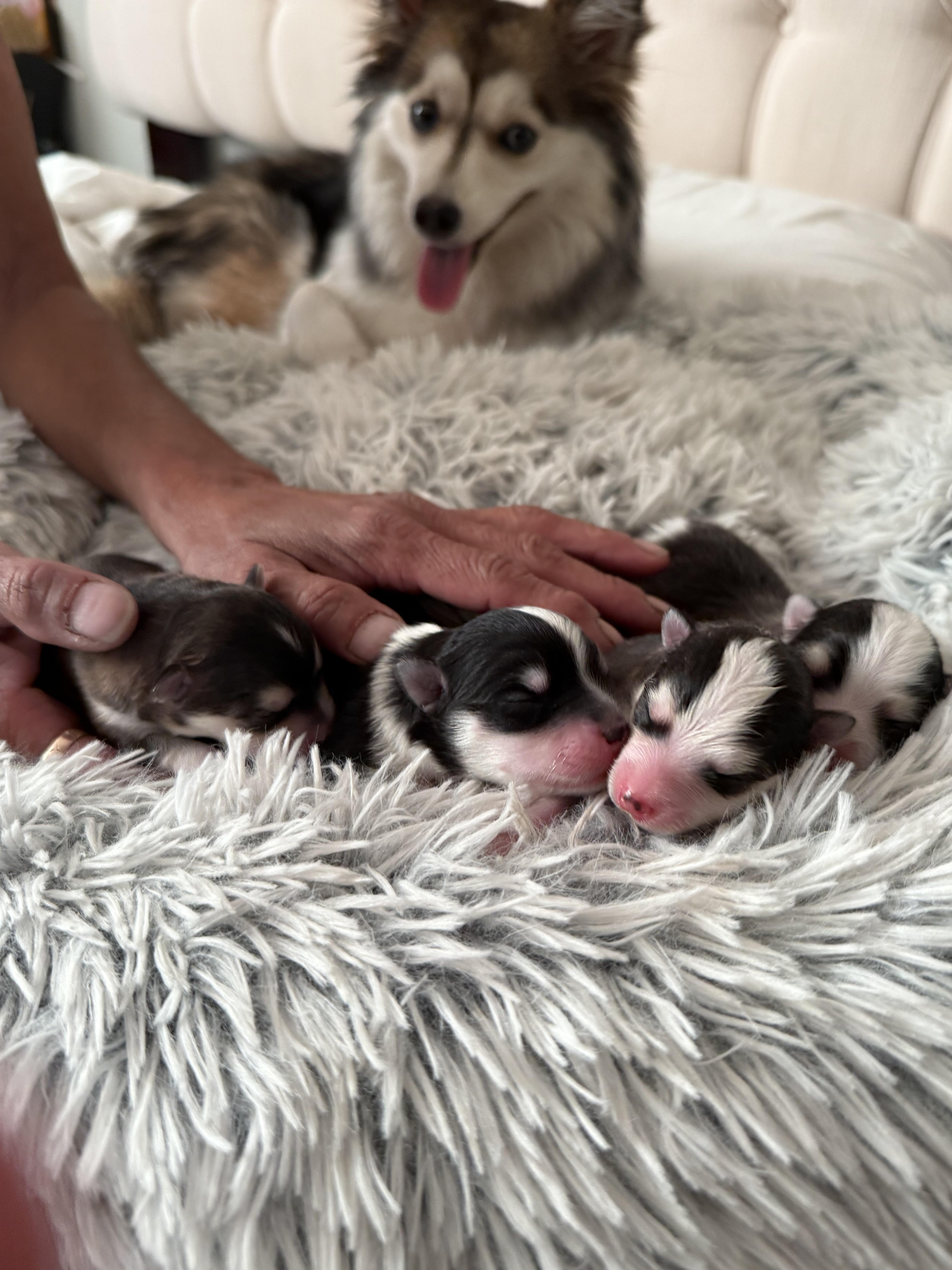Northern Blue Pomskies in Washington | Pomsky puppies | Good Dog