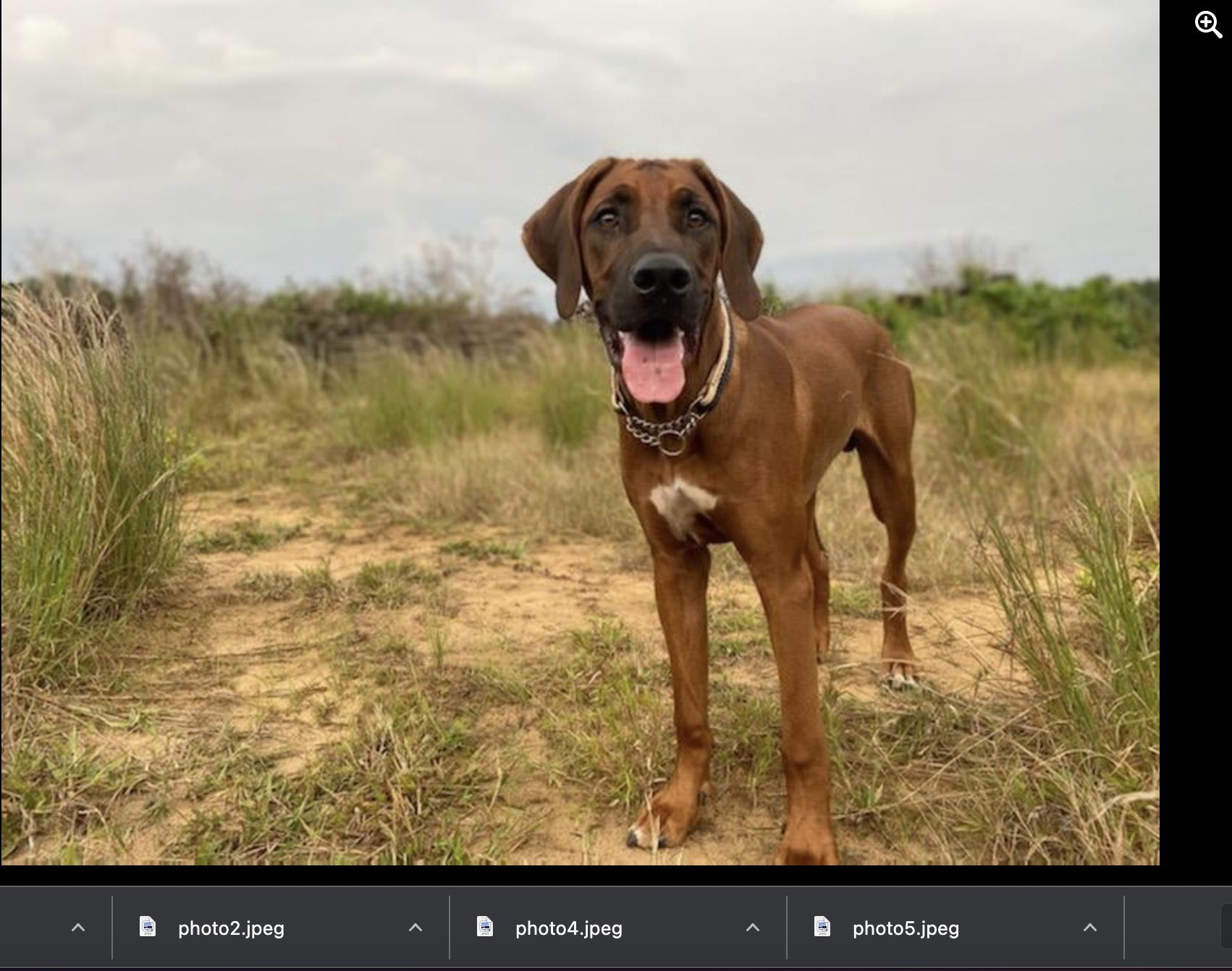 Bold Move Rhodesian Ridgebacks in Michigan | Rhodesian Ridgeback ...