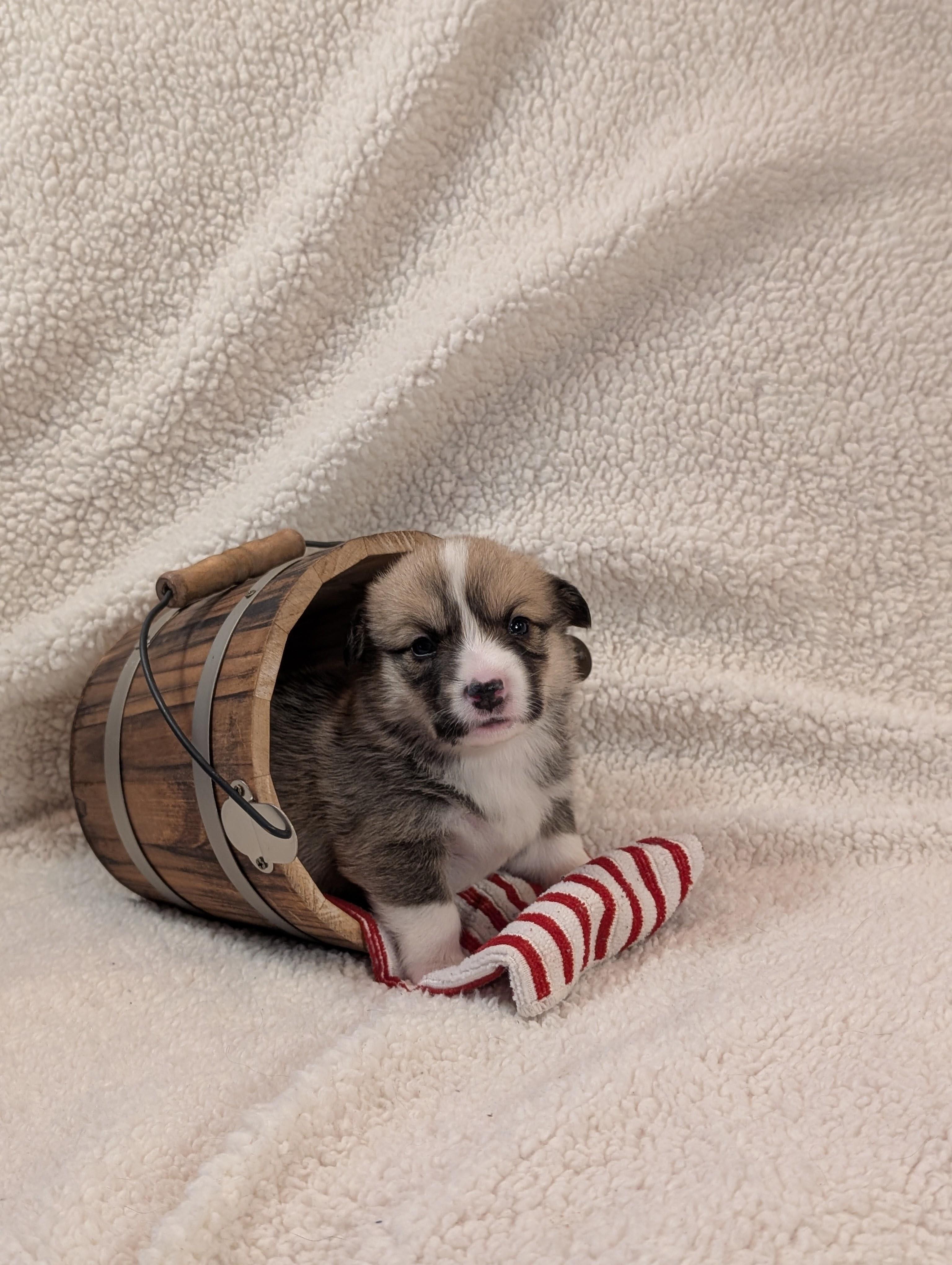 Cozy Hearth Cogis in New York | Pembroke Welsh Corgi puppies | Good Dog