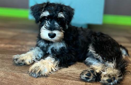 Great Northern Schnauzers in Minnesota | Miniature Schnauzer puppies ...