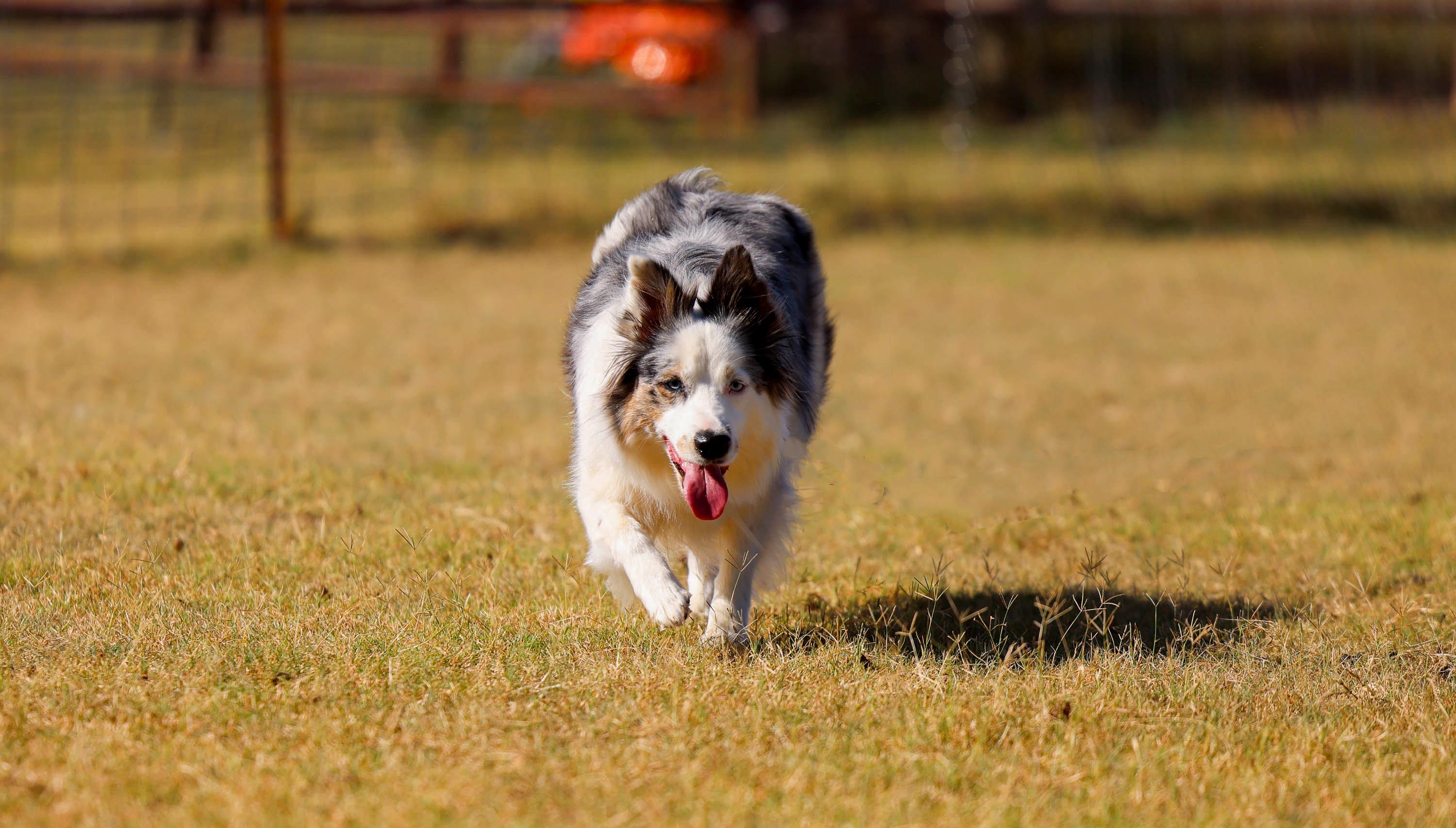 Serendipity Border Collies in Alaska | Border Collie puppies | Good Dog