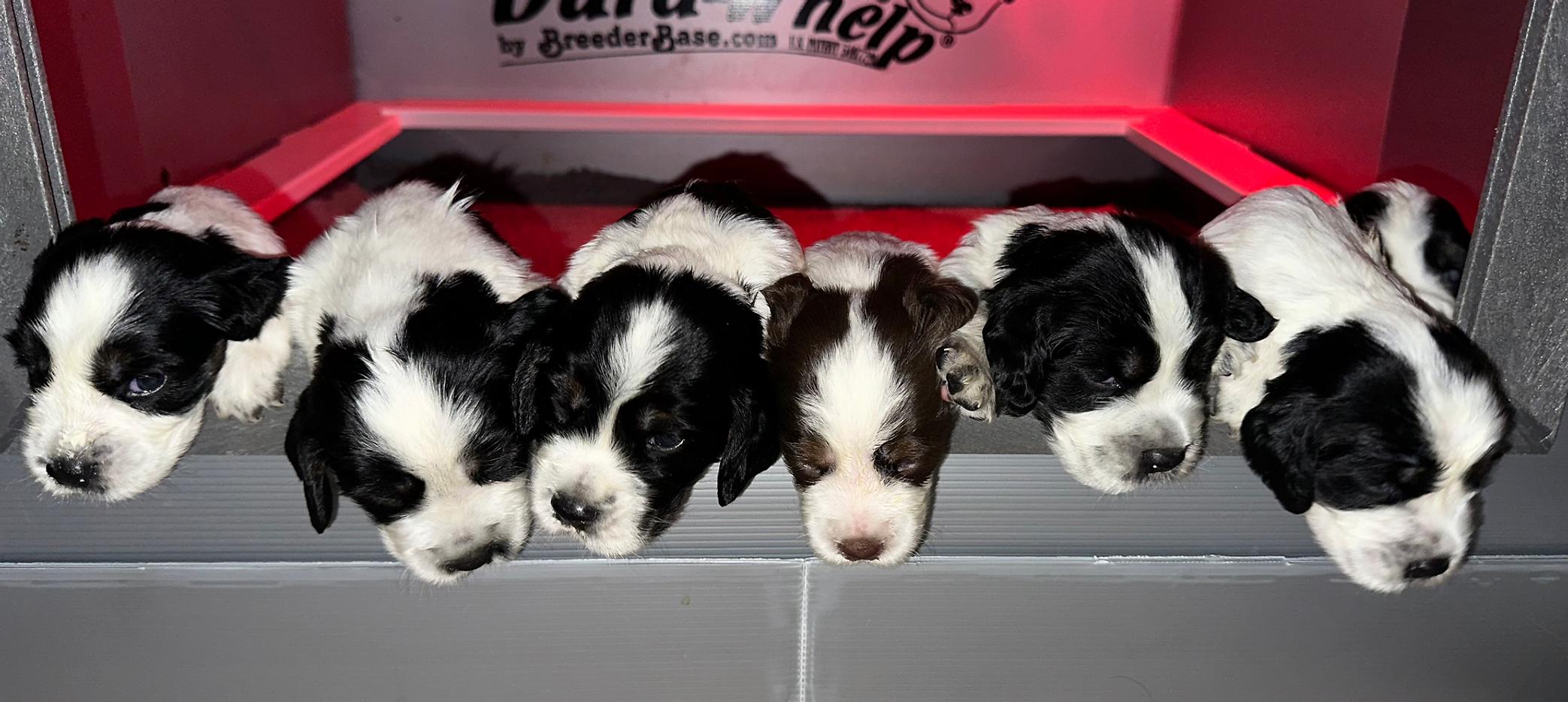Mountain West Springer Spaniels in Utah | English Springer Spaniel ...