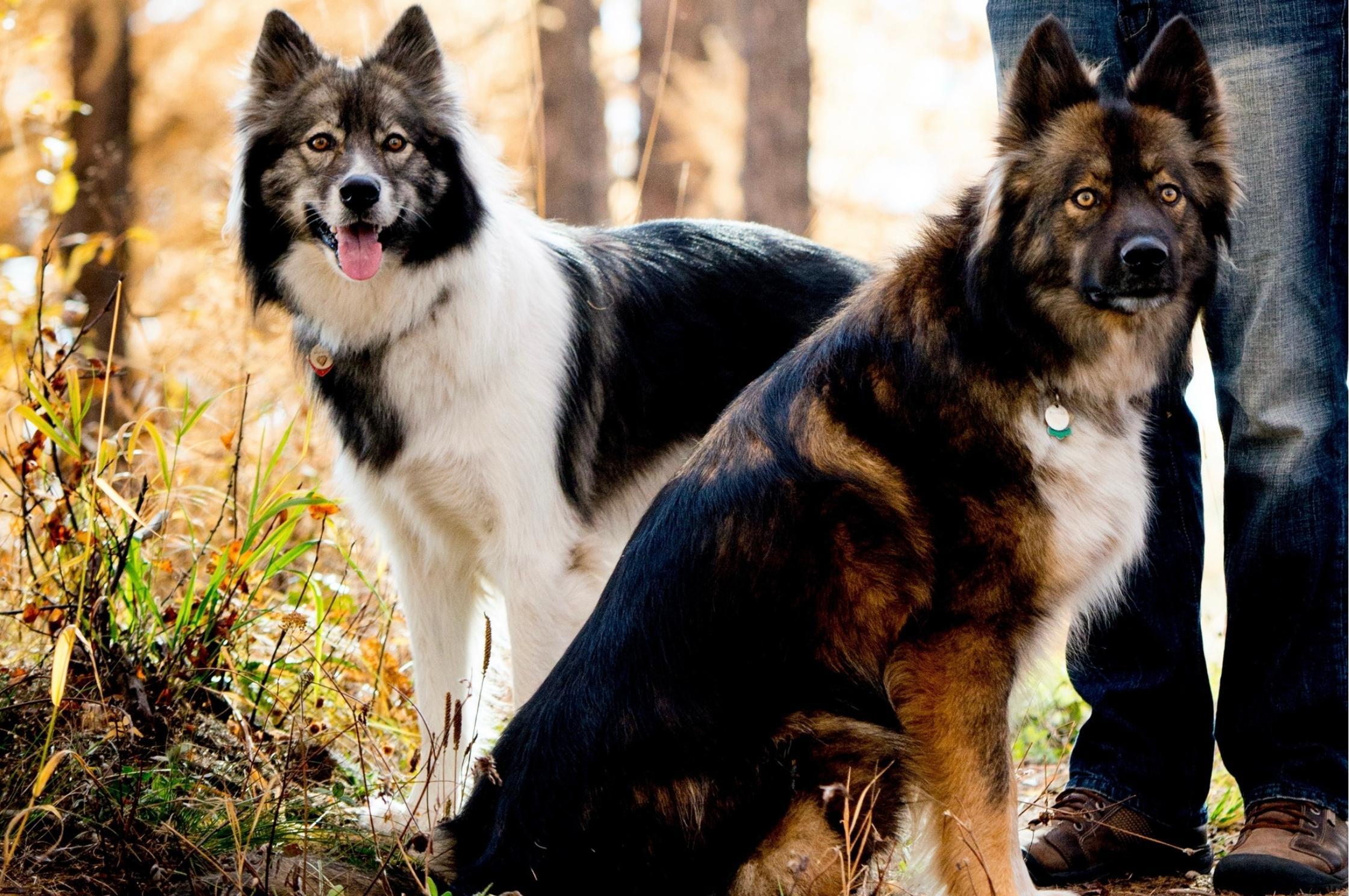 #1 Guide to Health Testing — Native American Indian Dog | Good Dog
