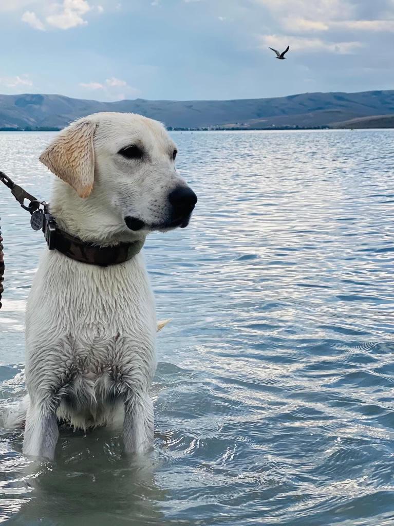 Rocky Ridges in Utah | Labrador Retriever puppies | Good Dog