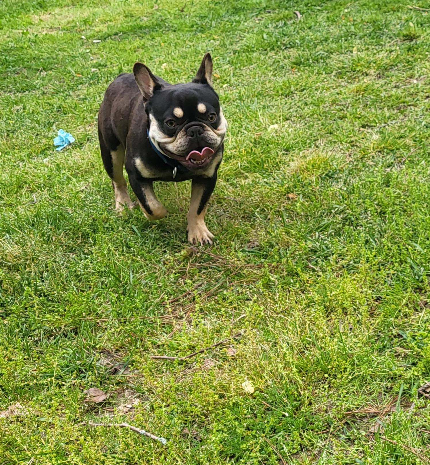 Lake Martin Fancy Frenchies in Alabama | French Bulldog puppies | Good Dog
