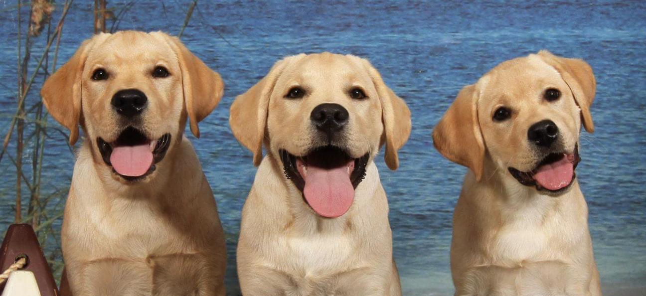 Potomac Creek Labradors in Virginia | Labrador Retriever puppies | Good Dog
