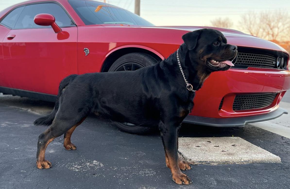 Rottweiler von knight enterprise in Indiana | Rottweiler puppies | Good Dog