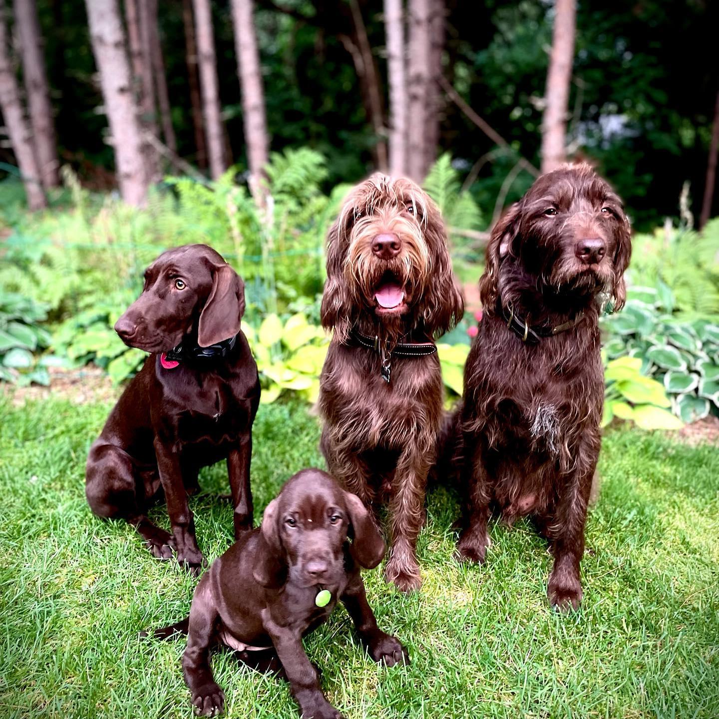 Point North Gundogs in Minnesota | Pudelpointer puppies | Good Dog