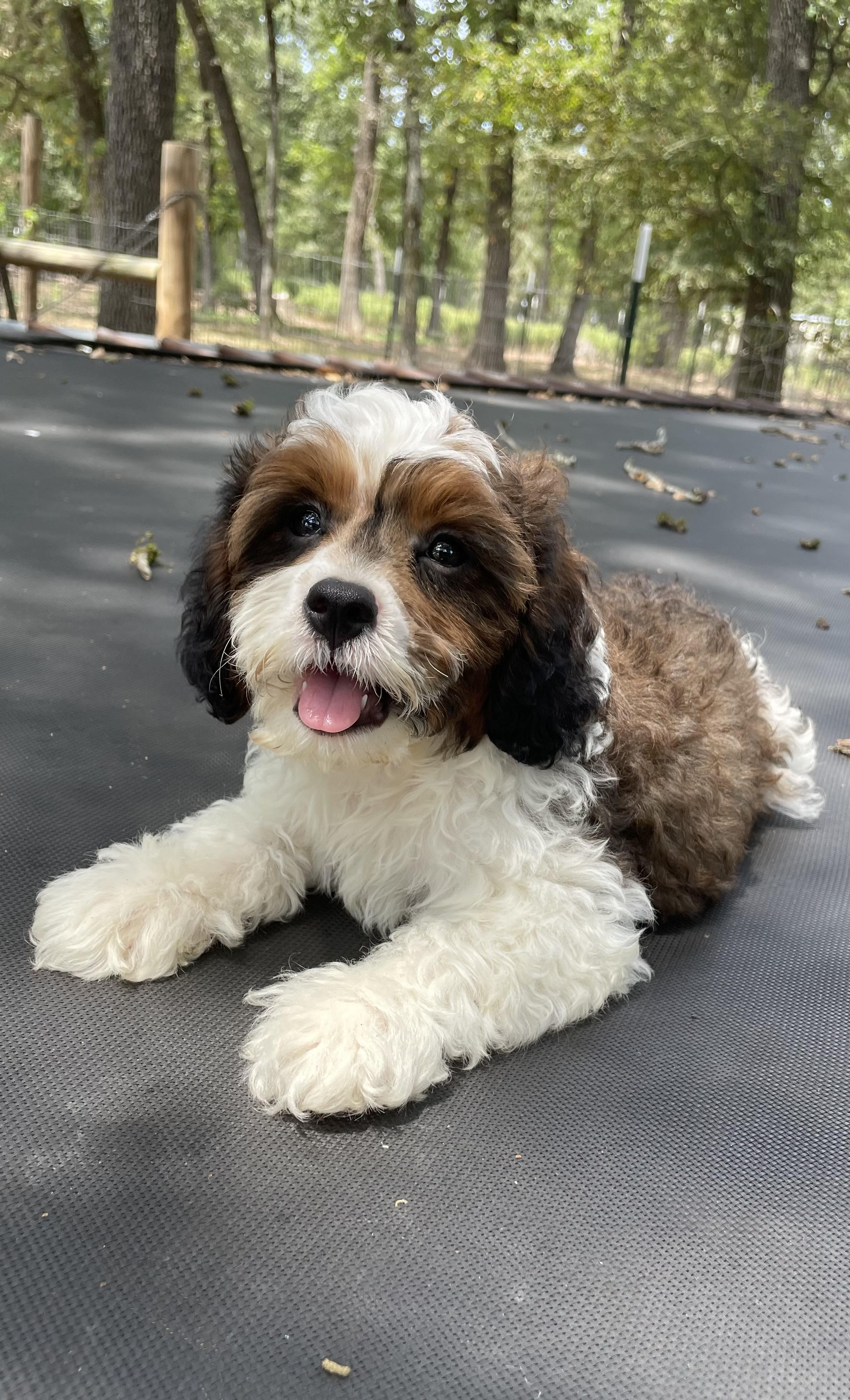 Bright Morning Star Pups in Texas | Cavapoo and Poodle puppies | Good Dog