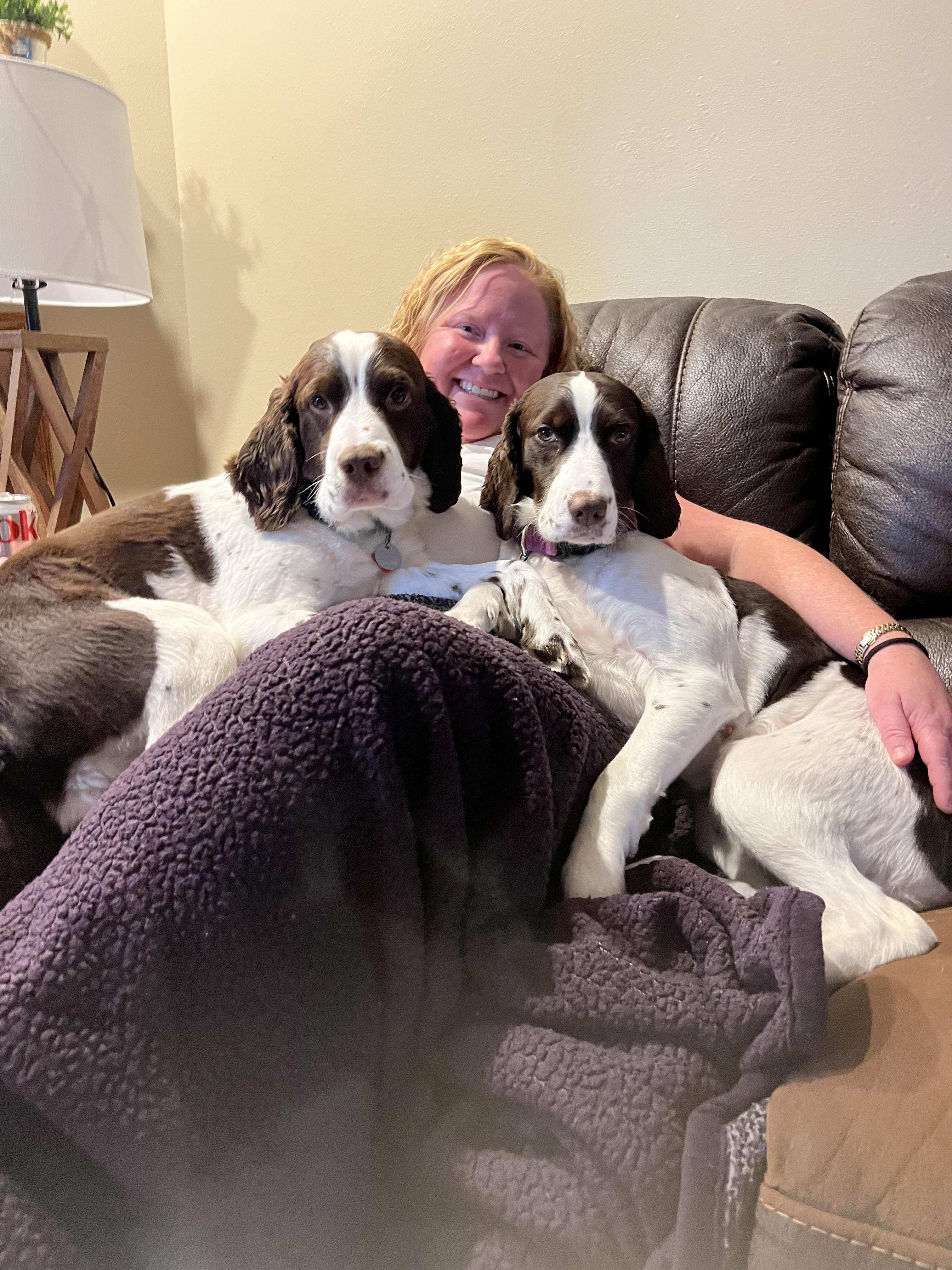 Mindy's English Springer Spaniels in South Dakota | English Springer ...
