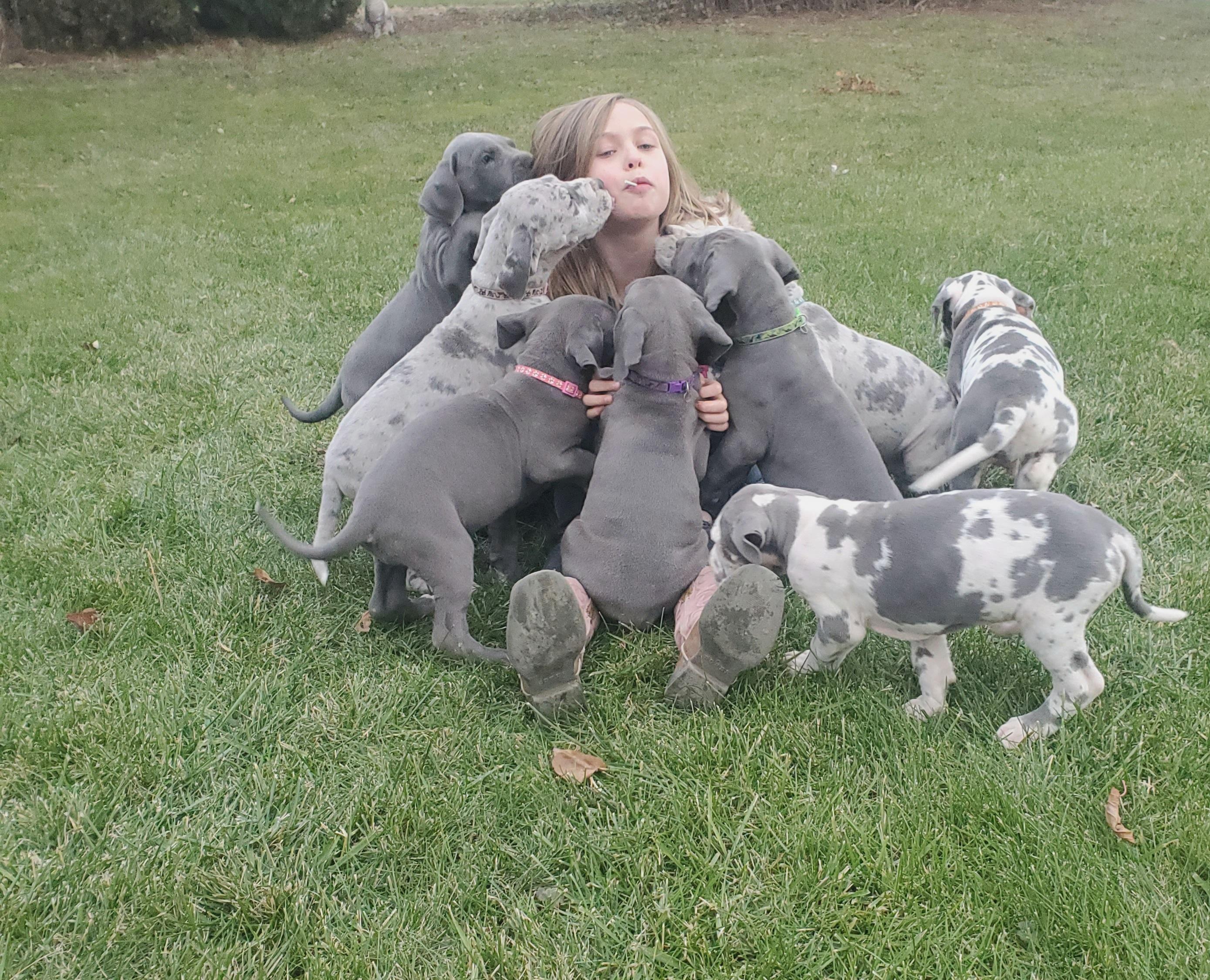 Swanger Danes in Ohio | Great Dane puppies | Good Dog