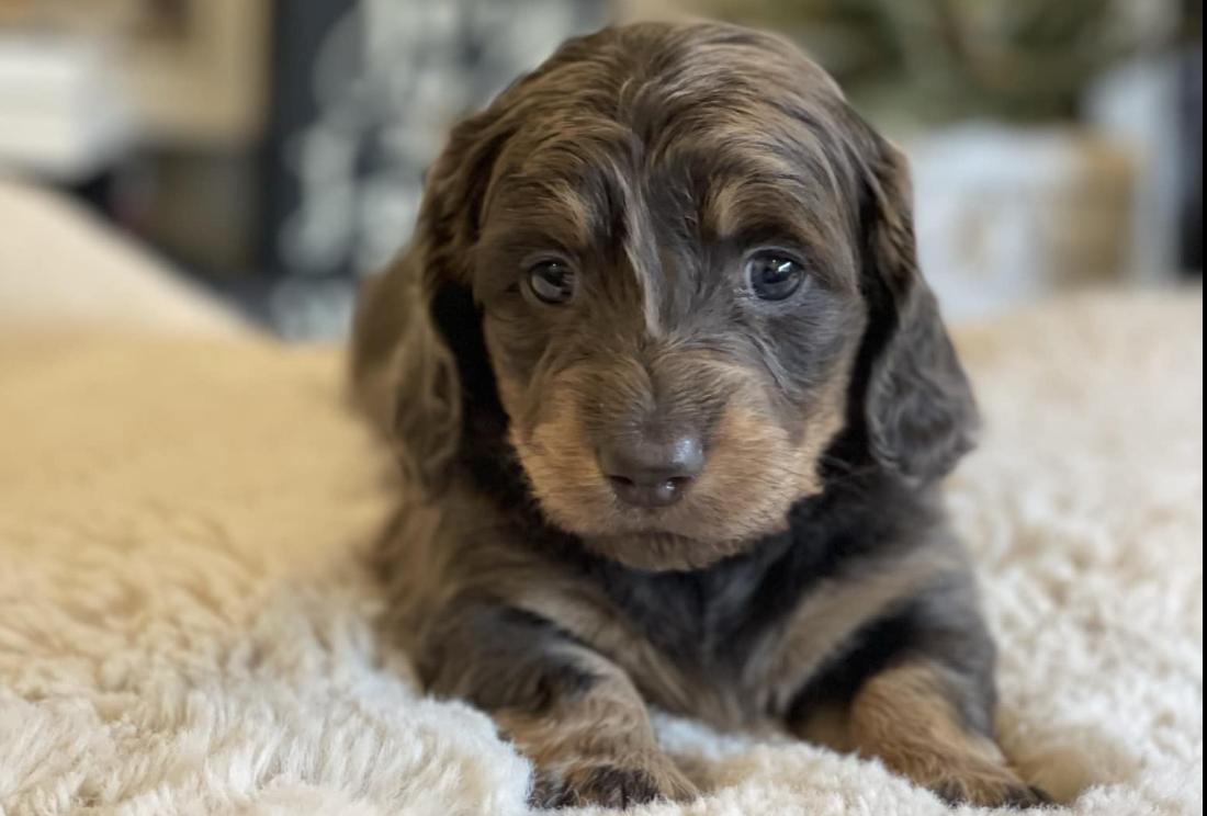 The Doxie King in California | Dachshund puppies | Good Dog