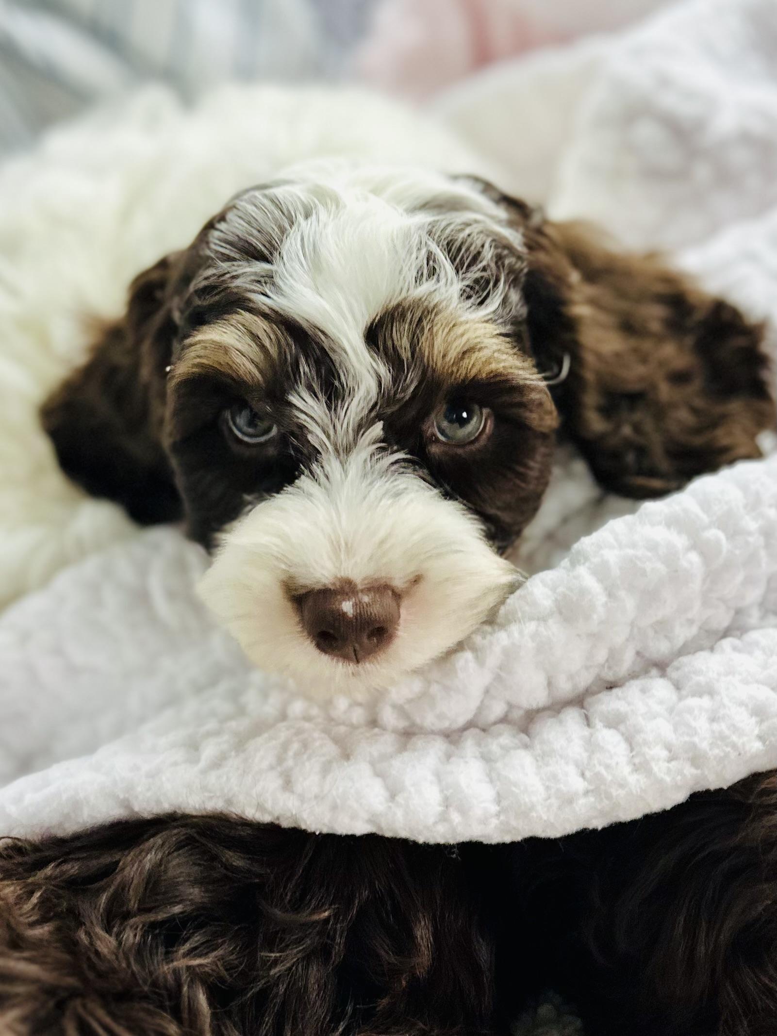 Magnolia Hill Doodles in Mississippi | Cockapoo puppies | Good Dog