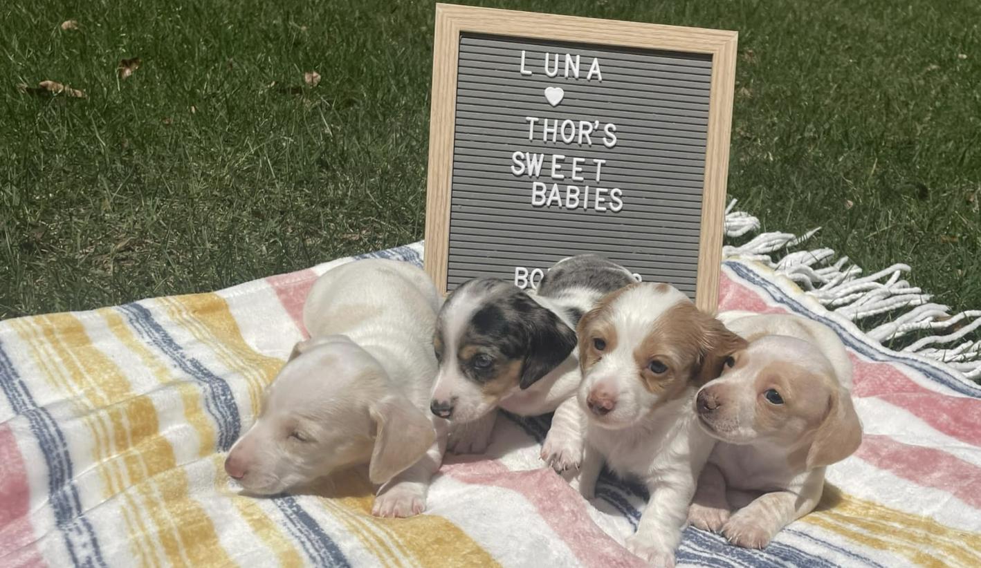 Harvin’s Weenie Gang in Florida | Dachshund puppies | Good Dog