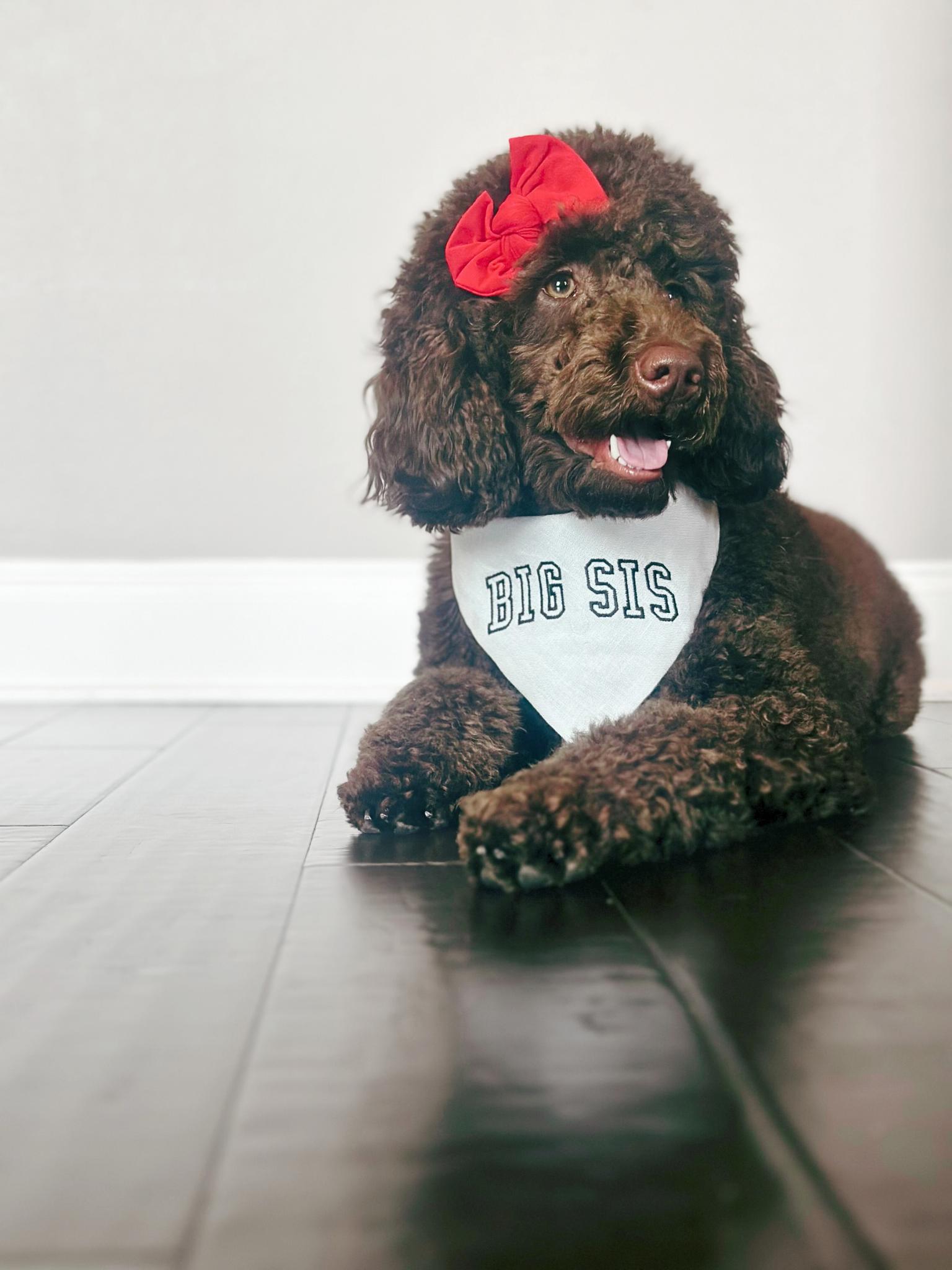 Southern Haven Doodles in Louisiana | Assorted Doodle Crosses puppies ...