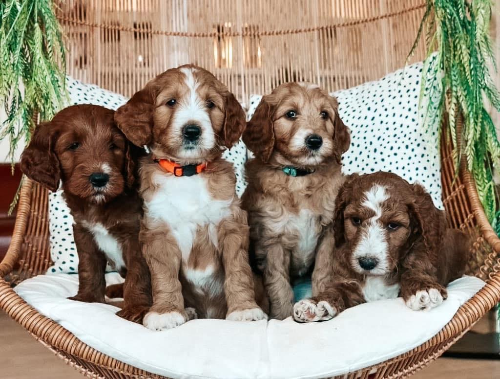Simply Doodling Goldendoodle in South Carolina | Goldendoodle puppies ...