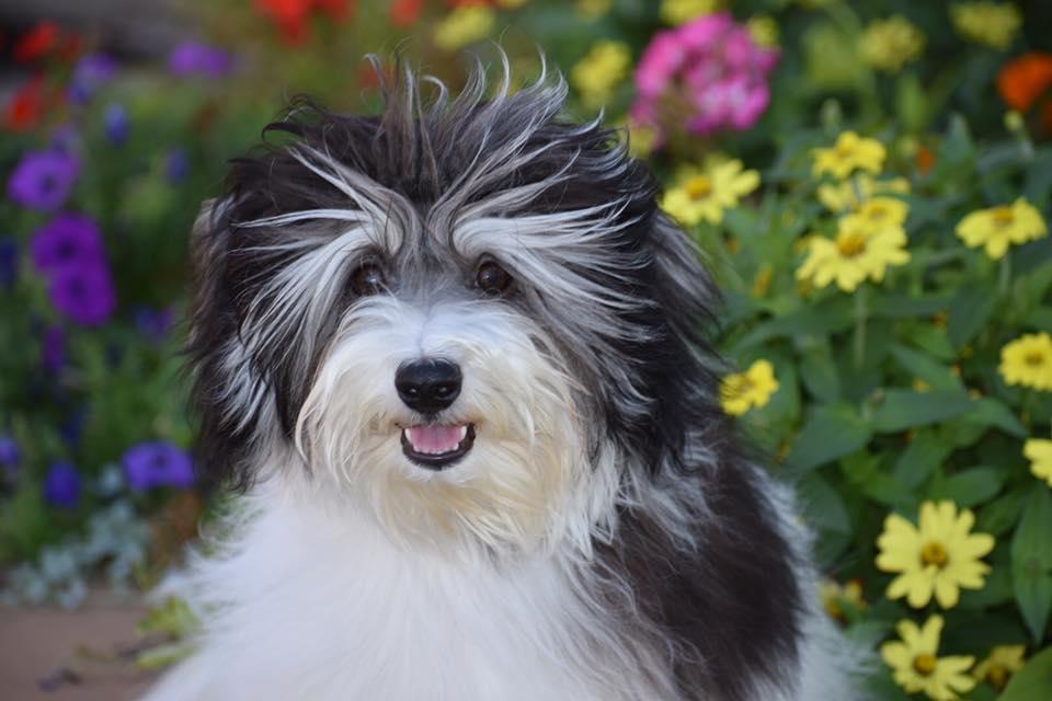 Havanese of the Sonoran Desert in Arizona | Havanese puppies | Good Dog