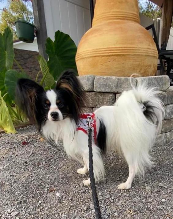 Smoky Mountain Papillons in Tennessee | Papillon puppies | Good Dog