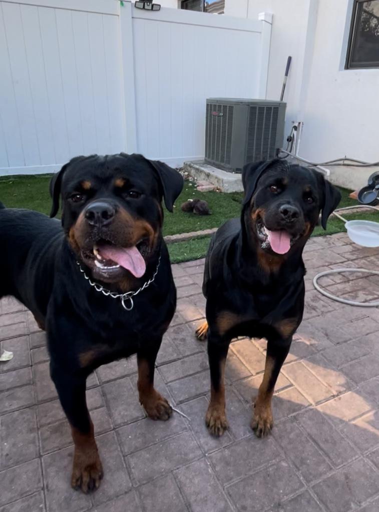 Von Haus Royal Rottweiler in Connecticut | Rottweiler puppies | Good Dog