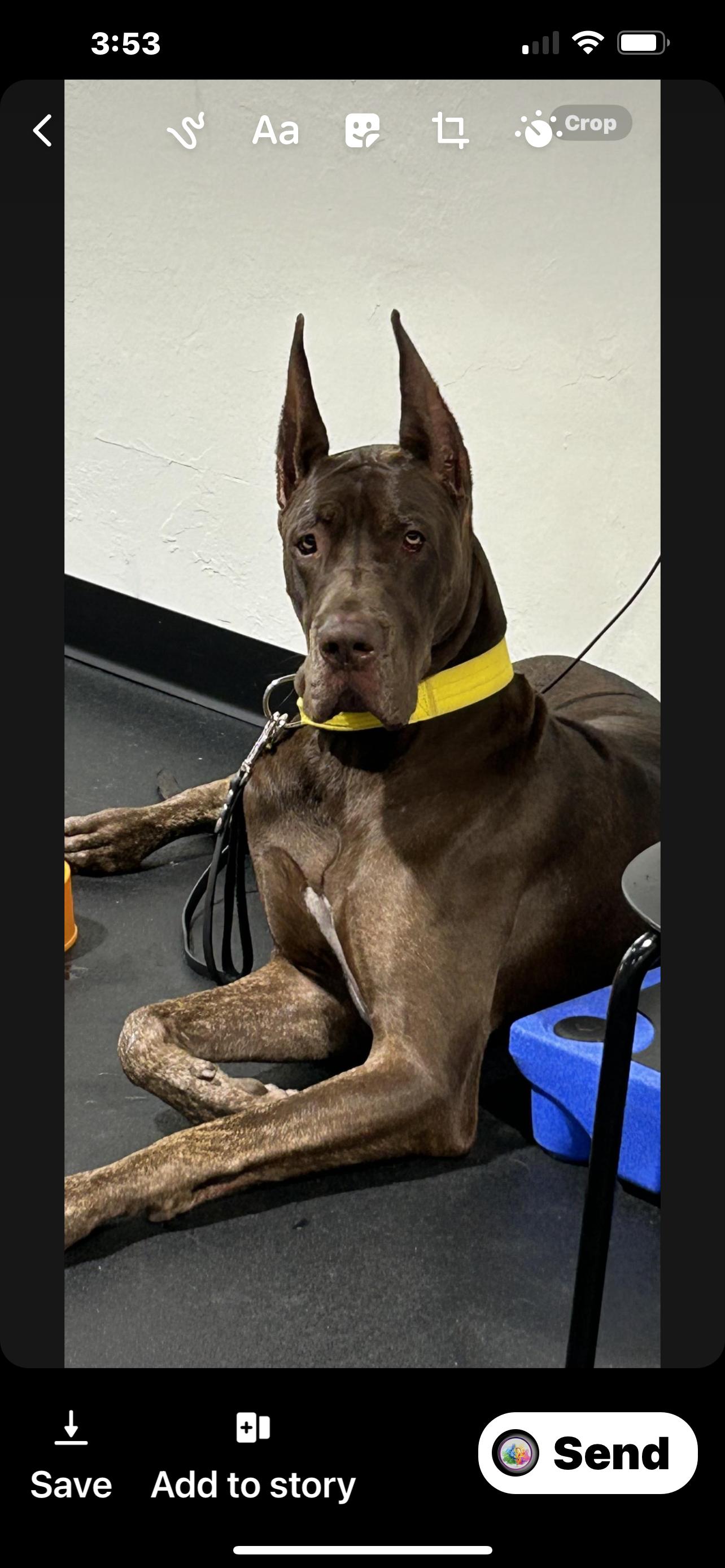 Above The Salt Danes in Florida | Great Dane puppies | Good Dog