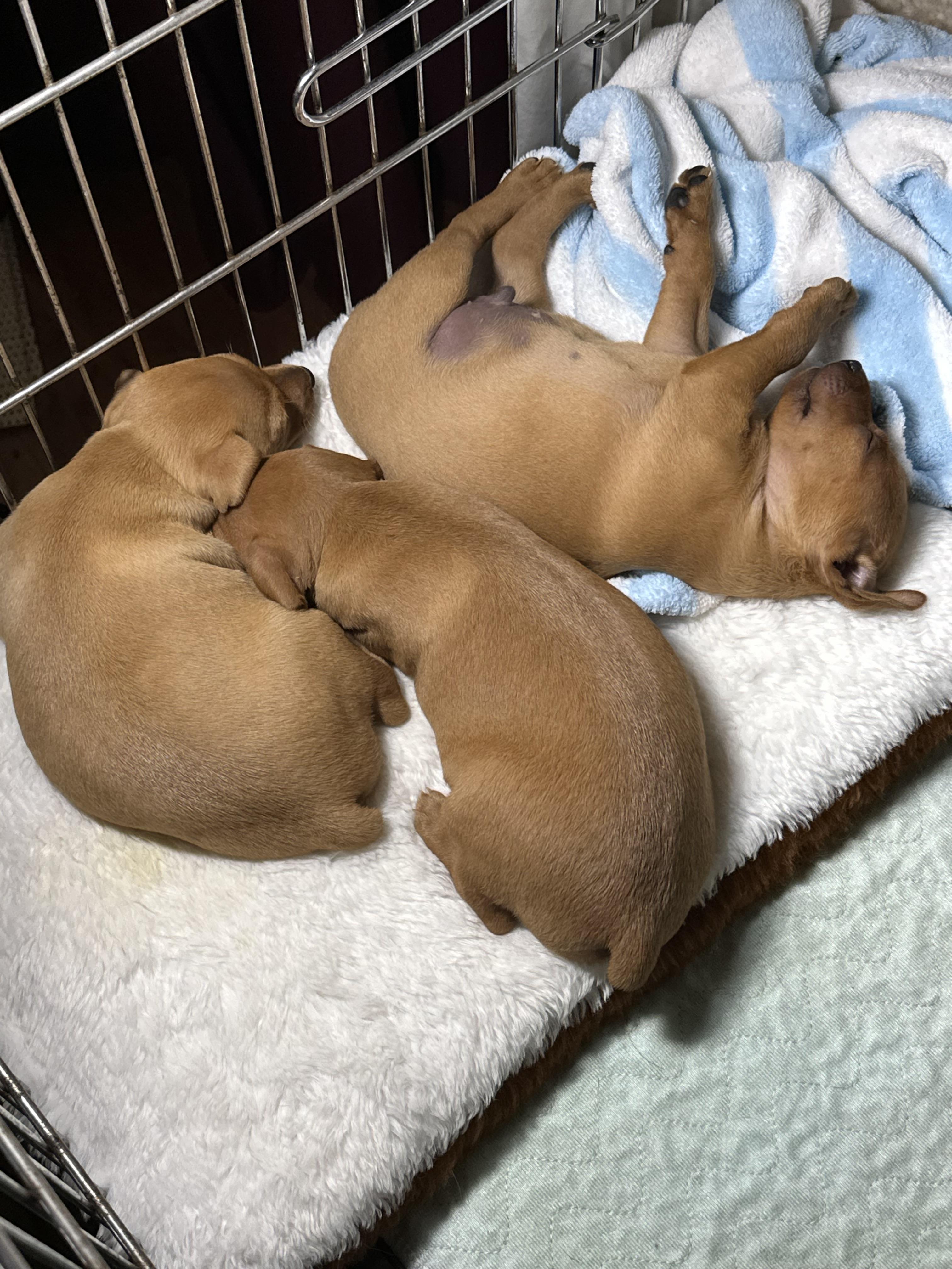 Copperspur kennel in Texas | Miniature Pinscher puppies | Good Dog