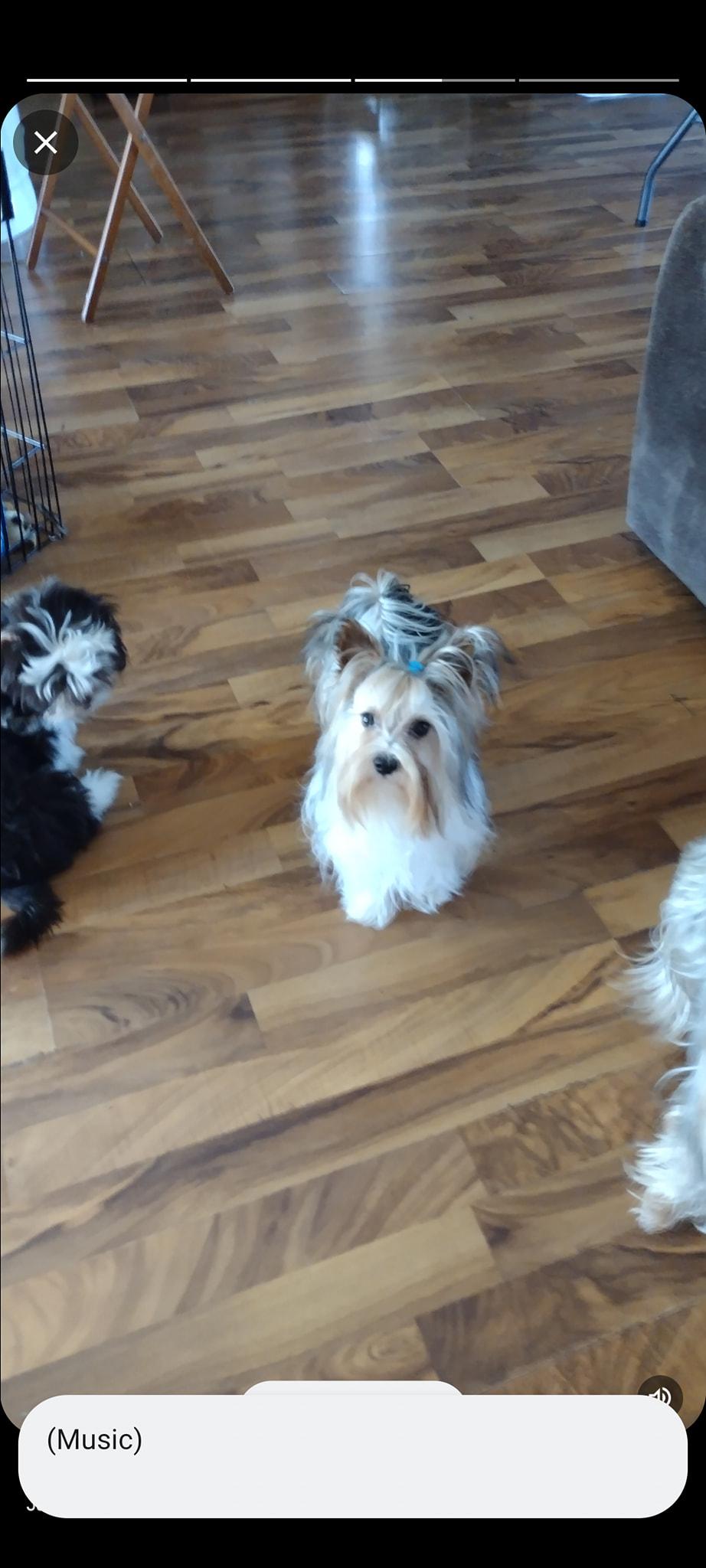 Michelle's Yorkies in Indiana | Yorkshire Terrier puppies | Good Dog
