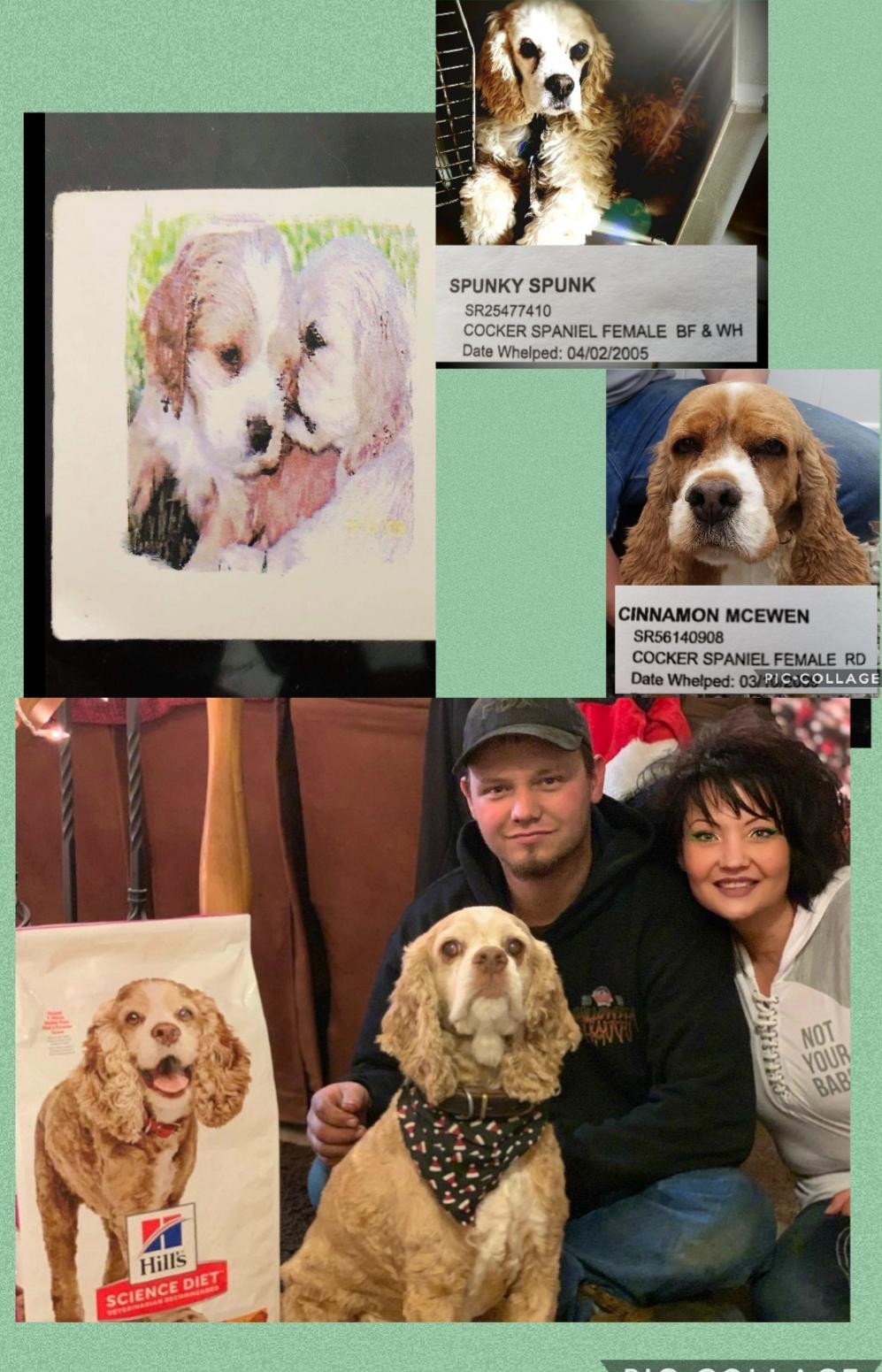AKC Comfort Cocker Spaniels Emotional Support Dogs in Utah | Cocker ...