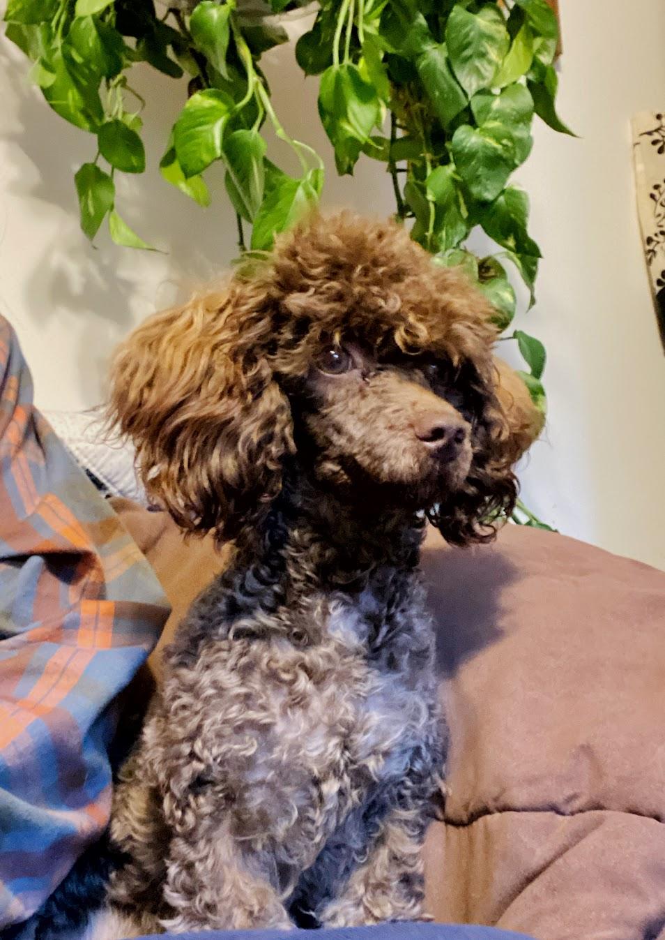 Legacy English Shepherds & AKC Toy Poodles in Tennessee | Poodle ...