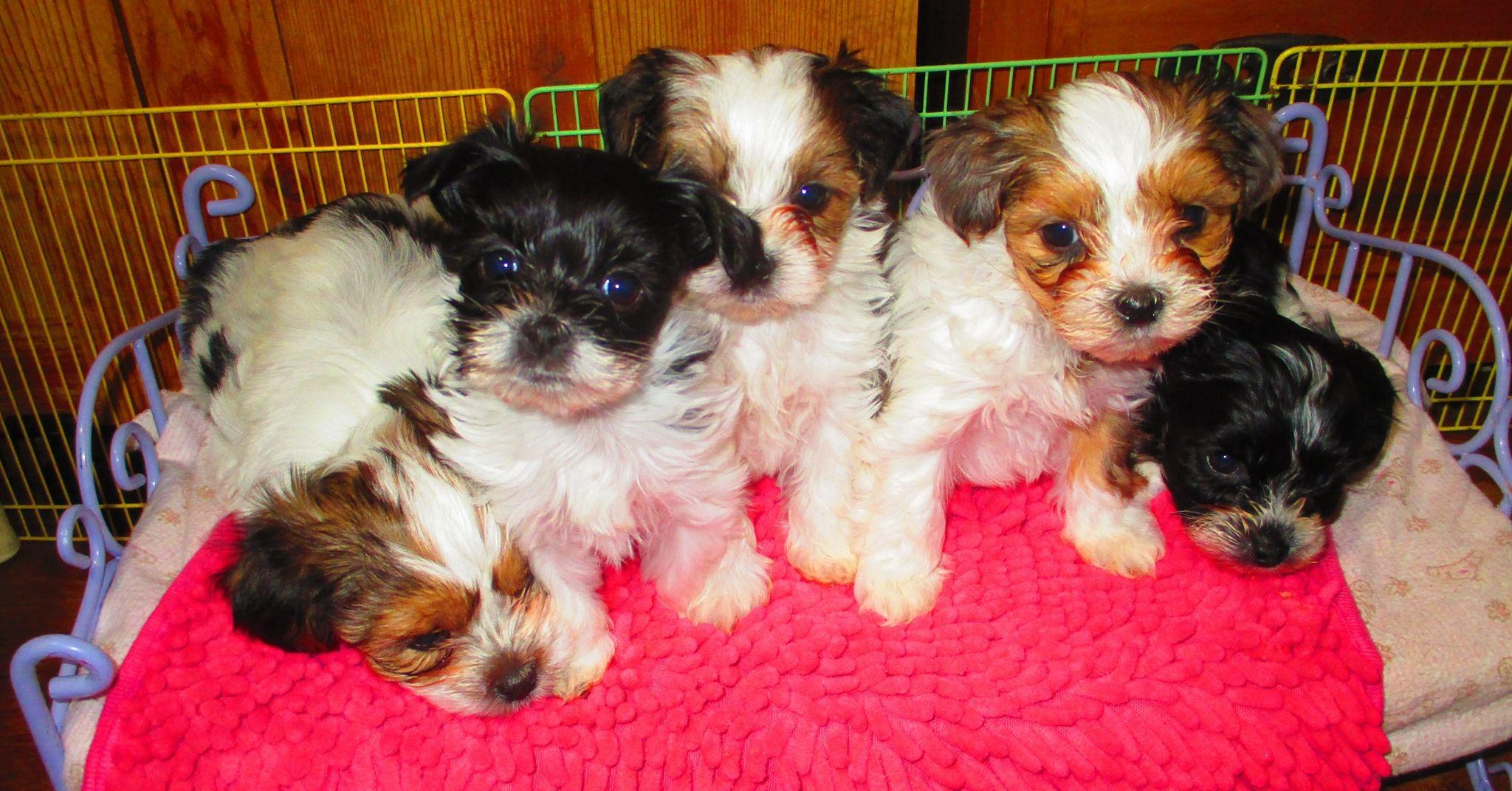 Grandma's Yorkie Cottage in Illinois | Yorkshire Terrier puppies | Good Dog