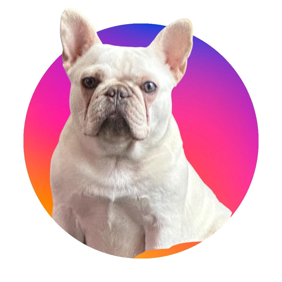 Rip City Frenchies in Oregon | French Bulldog puppies | Good Dog