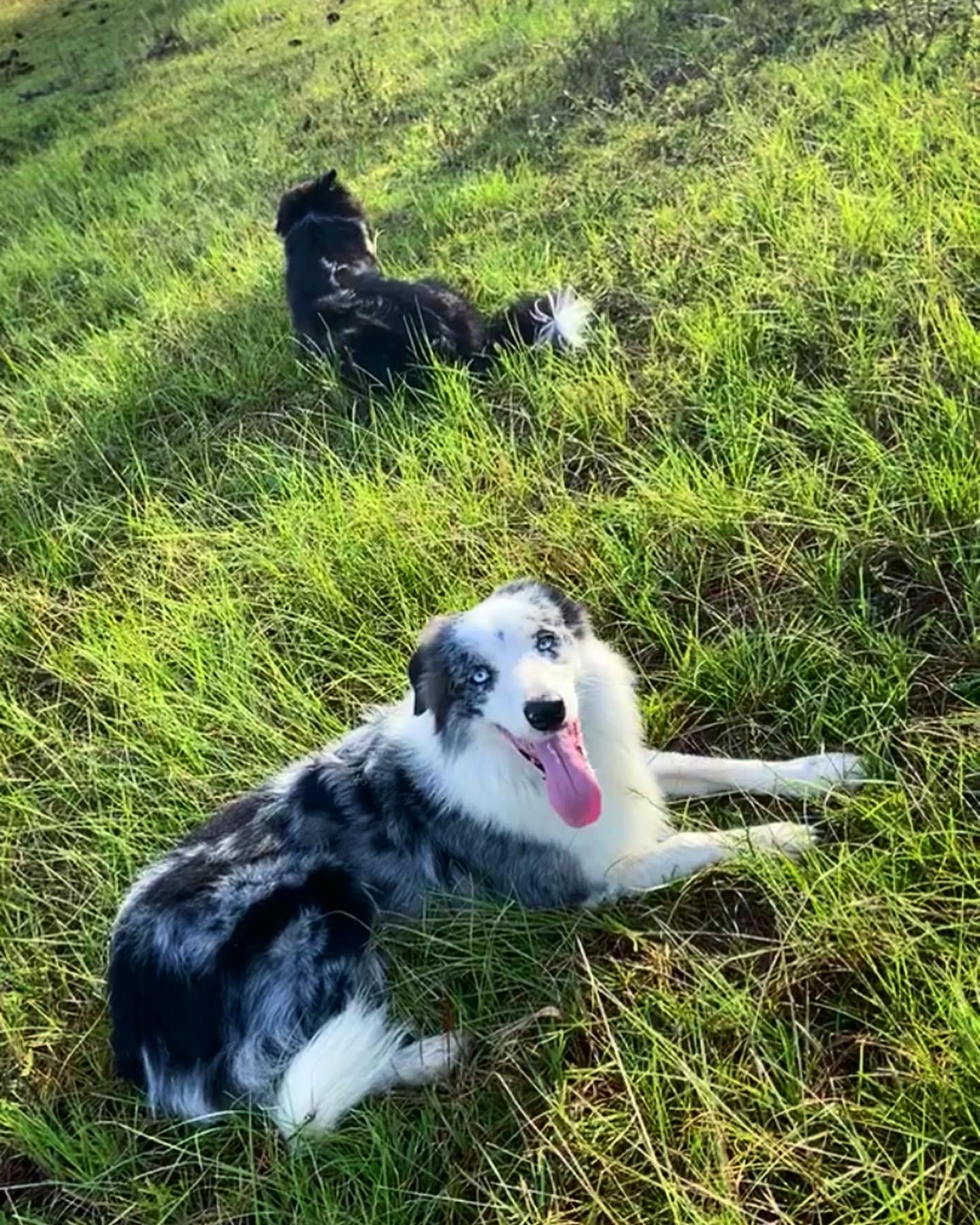 Mottled Creek Farm in Georgia | Border Collie and Rottweiler puppies ...