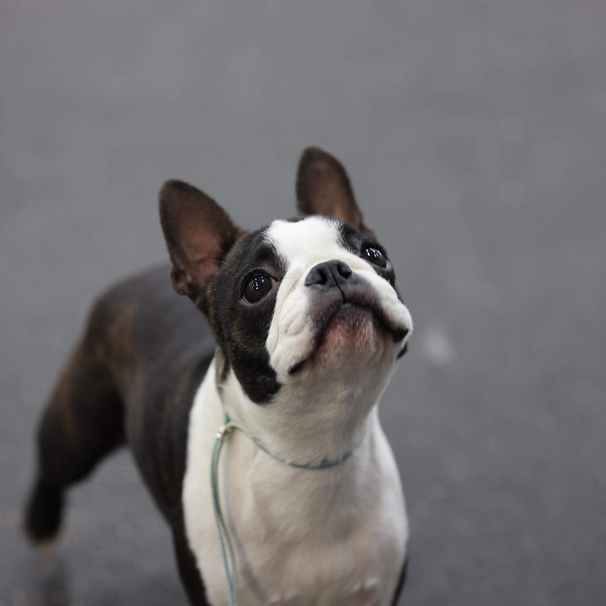 Paniola Farms in California | Boston Terrier and Miniature Bull Terrier ...
