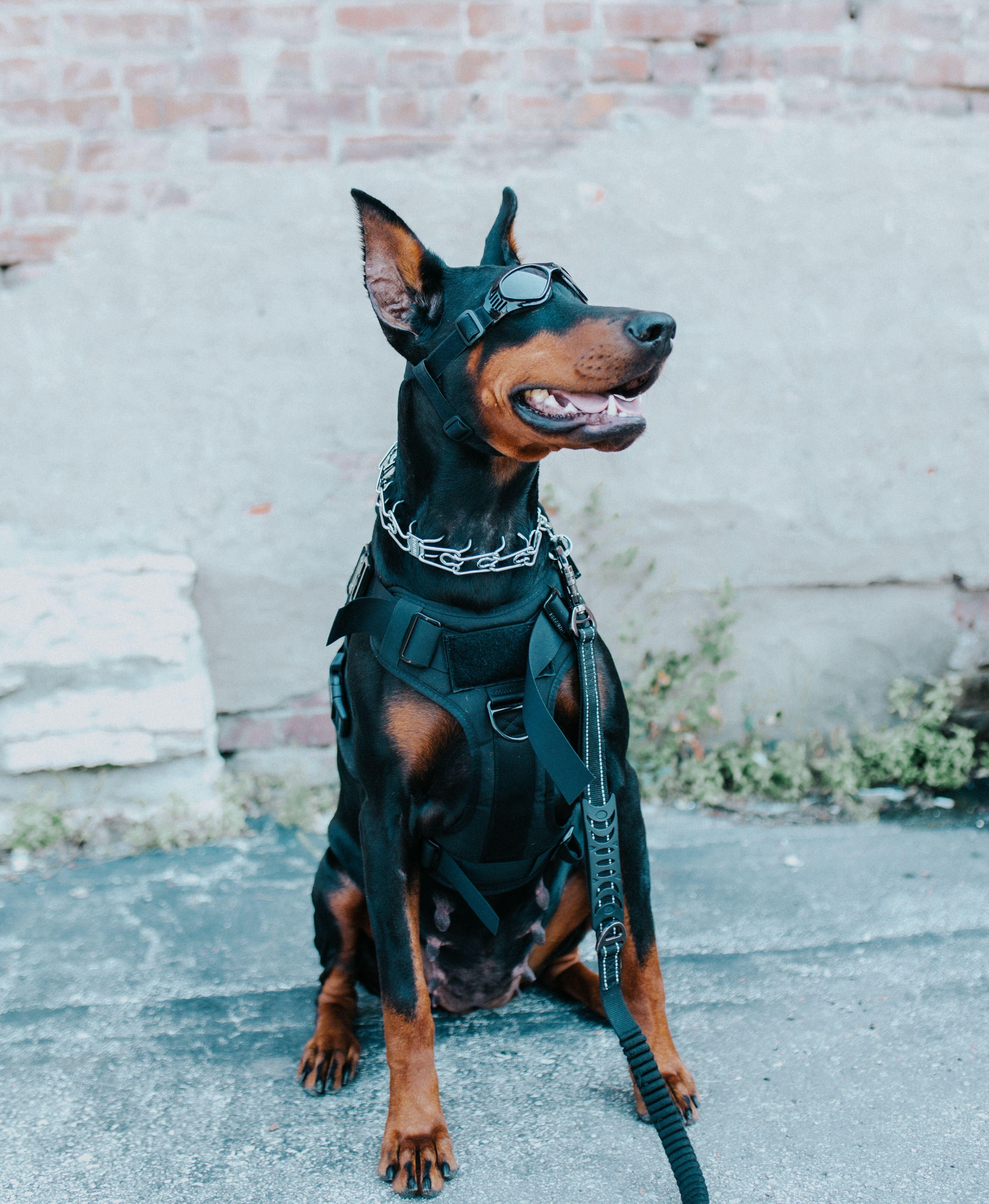 Defensive Dobermans in Missouri | Doberman Pinscher puppies | Good Dog
